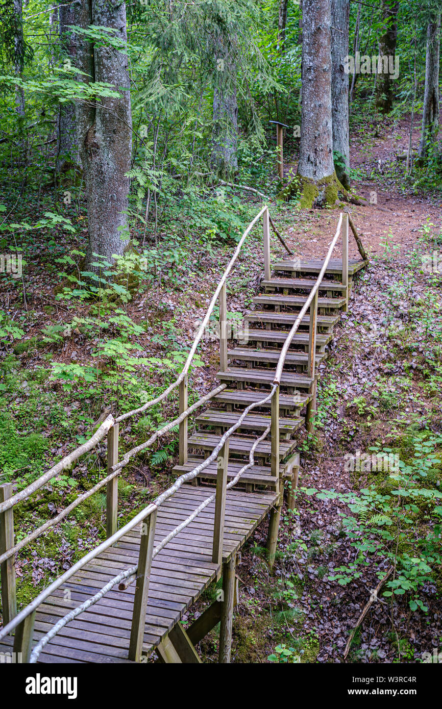 old wooden plank footbridge with stairs in forest green summer time for ...