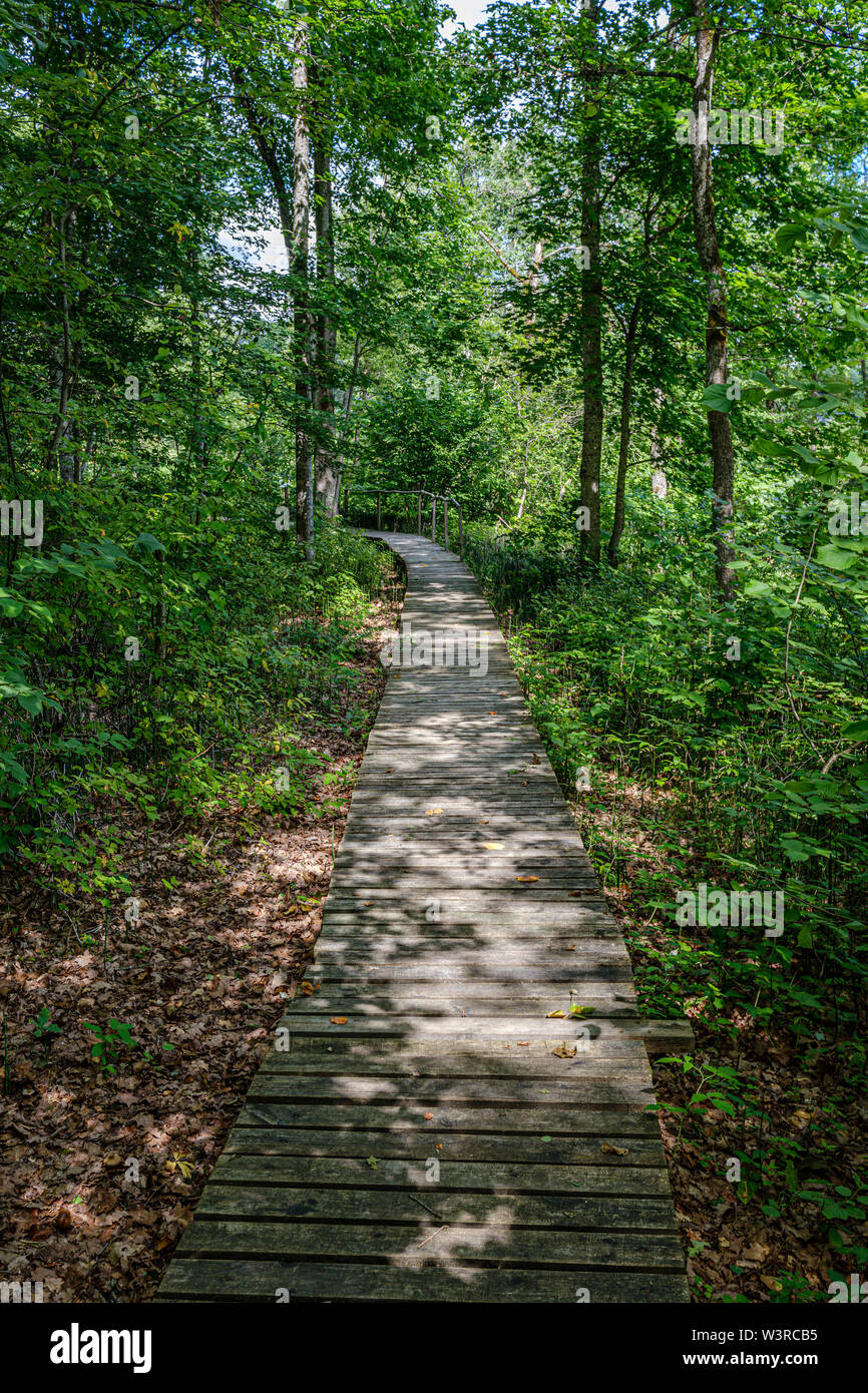natural tourist trail in forest near small river in the woods. dust ...