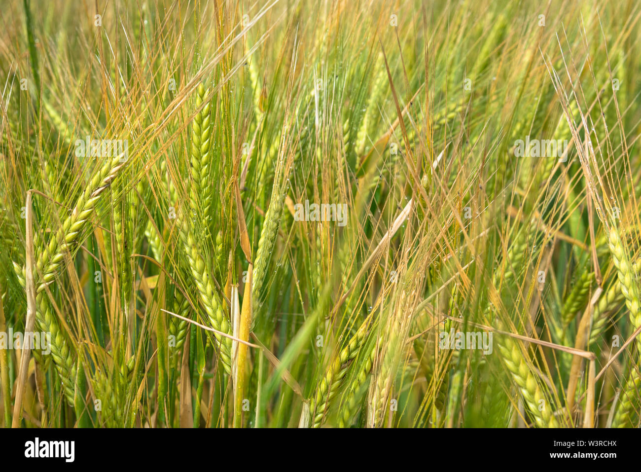 Barley plants hi-res stock photography and images - Alamy
