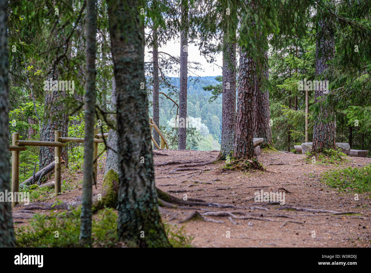 tree trunk wall in the green forest in summer. green forest bed Stock ...