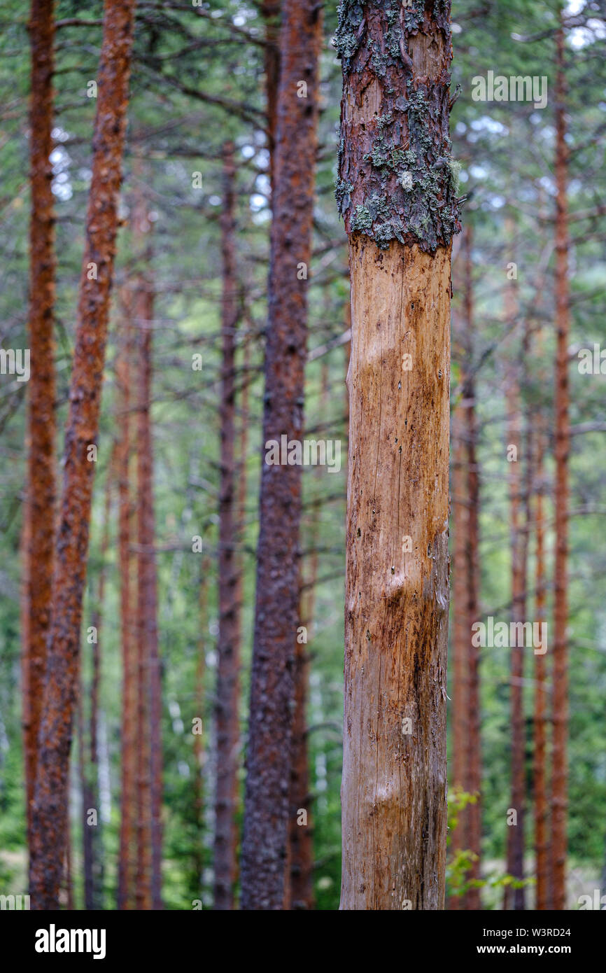 tree trunk wall in the green forest in summer. green forest bed Stock ...