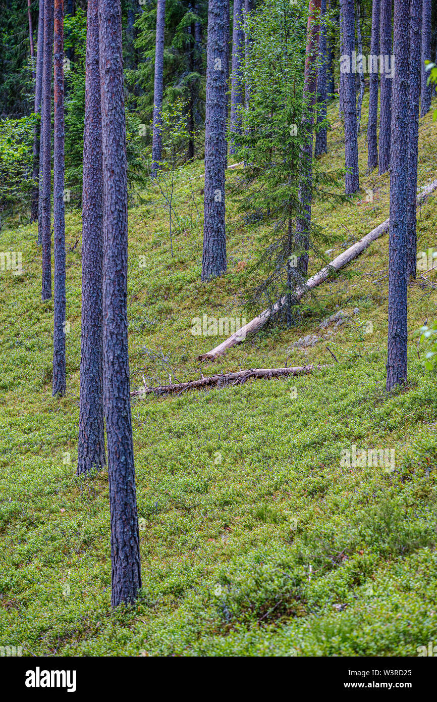 tree trunk wall in the green forest in summer. green forest bed Stock ...