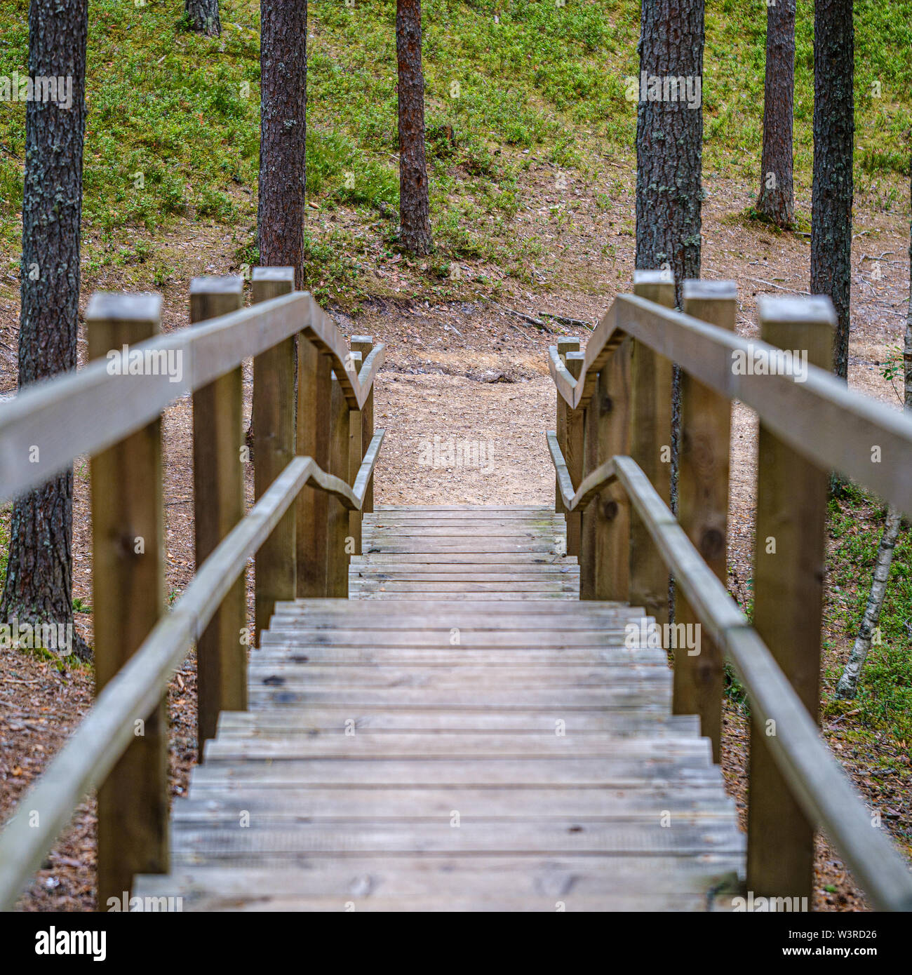 old wooden plank footbridge with stairs in forest green summer time for ...
