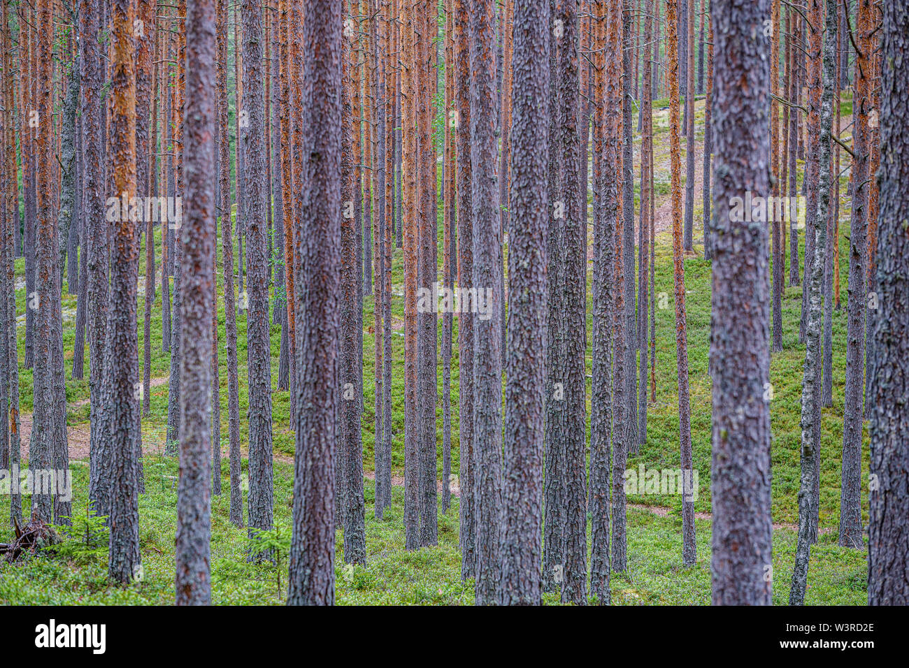 tree trunk wall in the green forest in summer. green forest bed Stock ...
