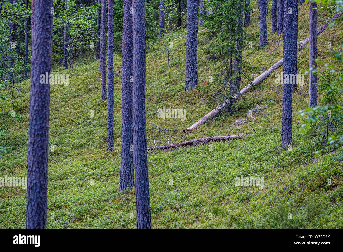 tree trunk wall in the green forest in summer. green forest bed Stock ...