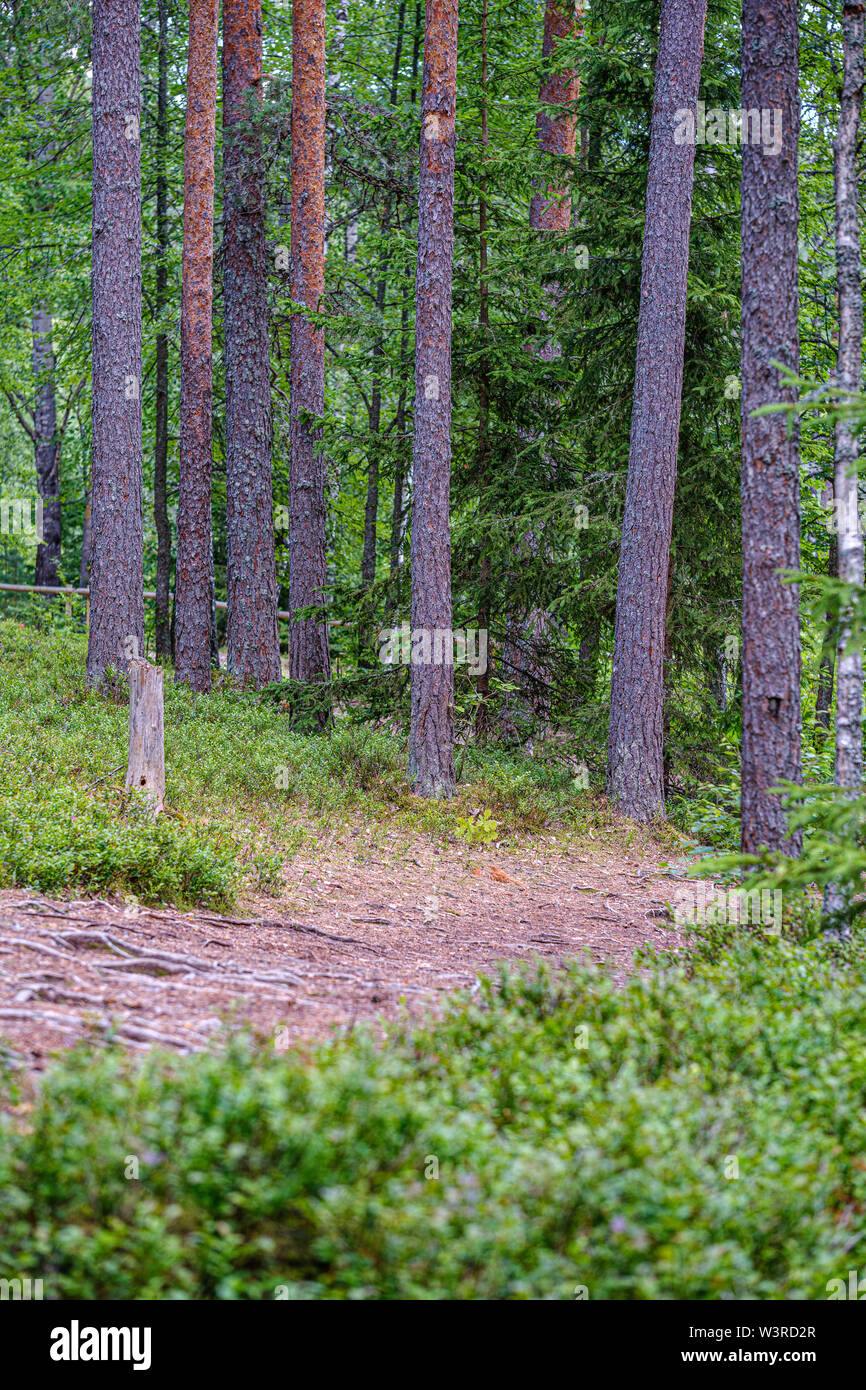 tree trunk wall in the green forest in summer. green forest bed Stock ...