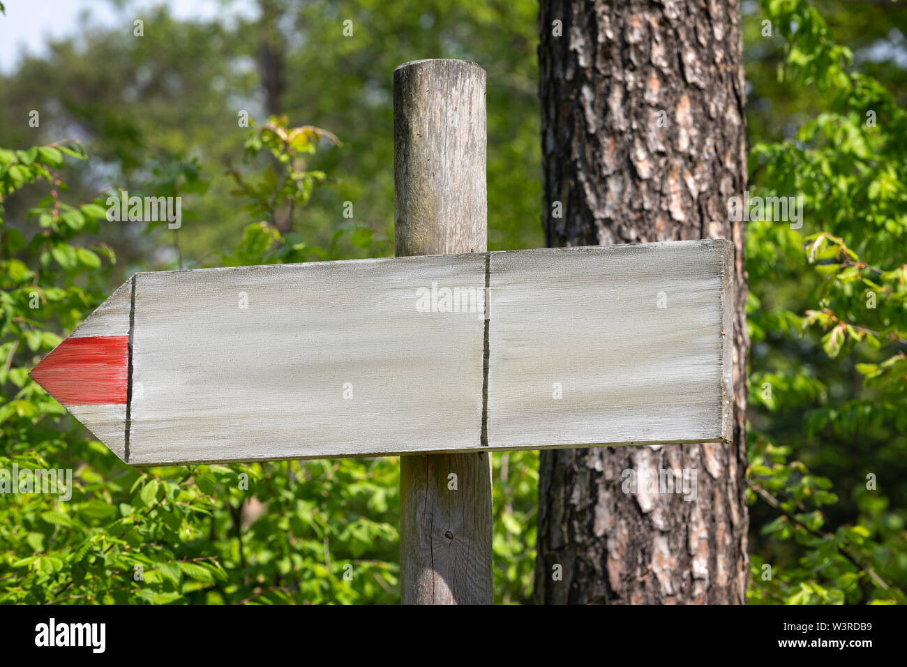 Wooden signpost in the forest Stock Photo - Alamy