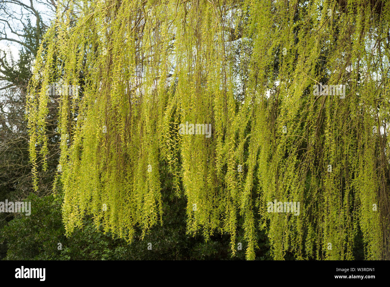 A Weeping Willow or Babylon Willow tree ( Salix babylonica Stock Photo ...