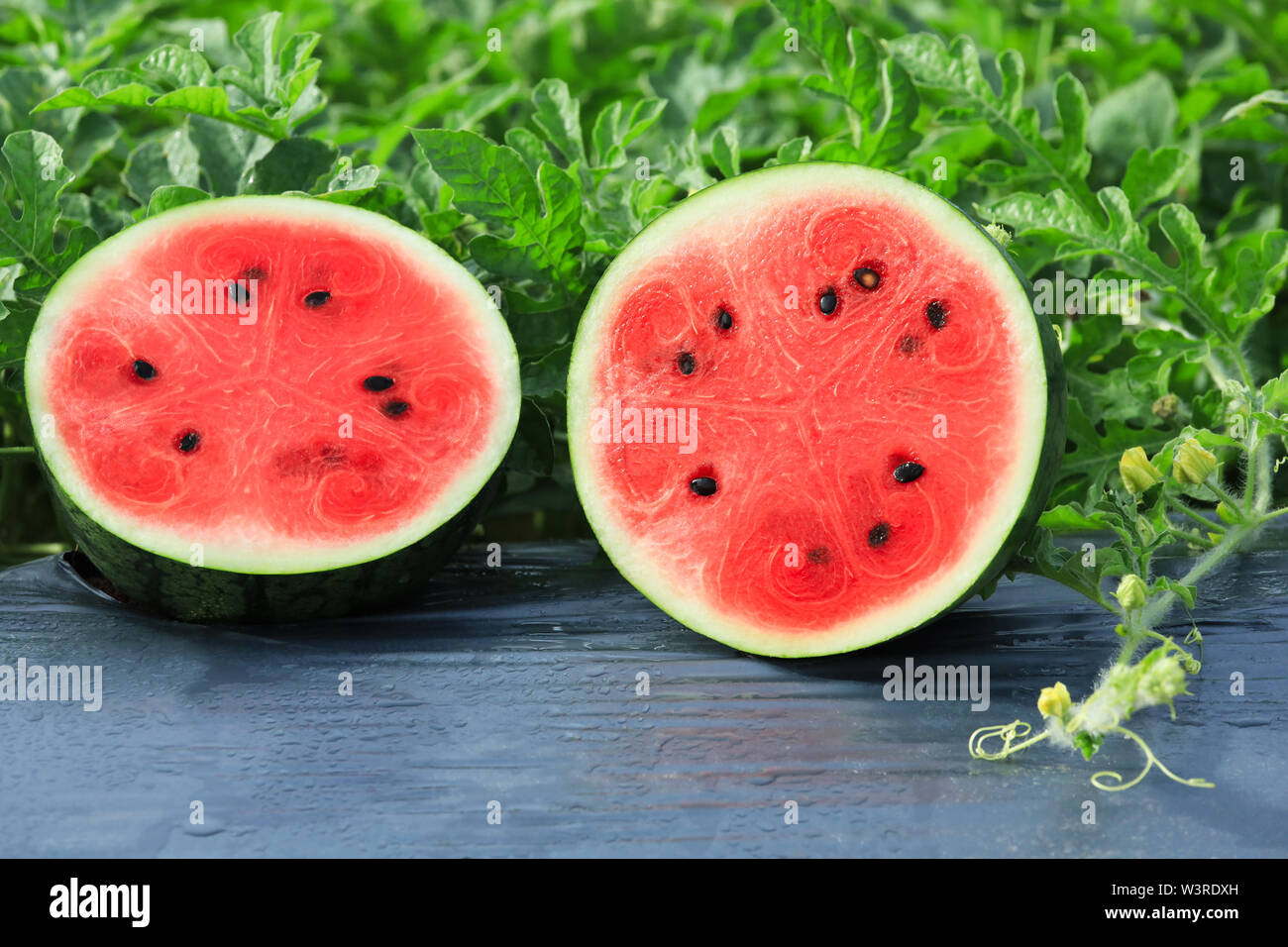 Watermelon cut in half hi-res stock photography and images - Alamy