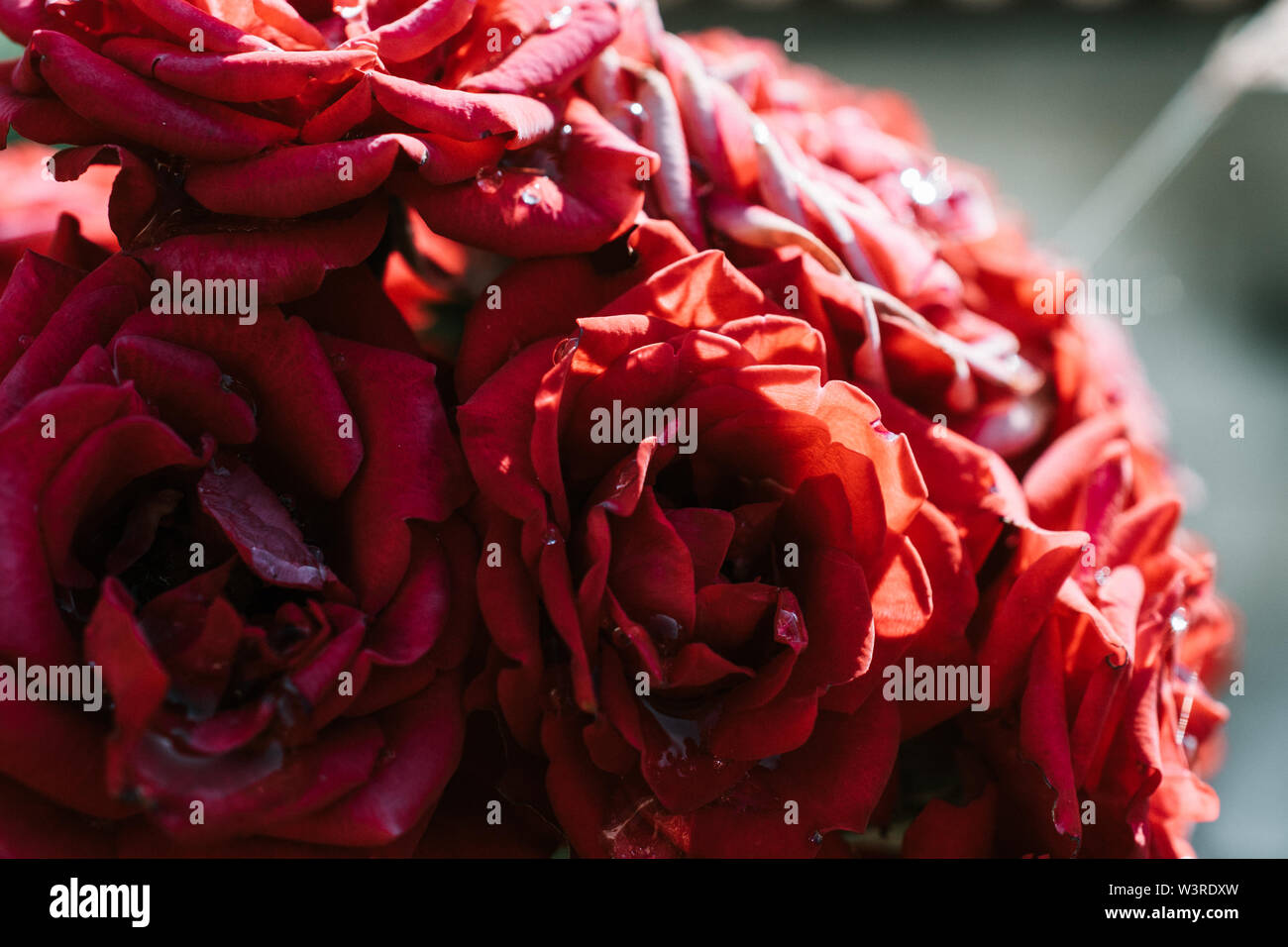 Beautiful photos of roses hi-res stock photography and images - Alamy