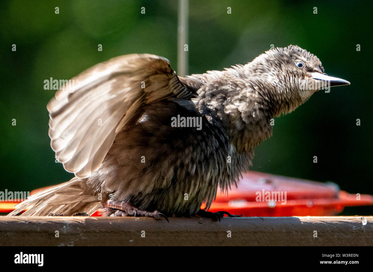 Puffy bird hi-res stock photography and images - Alamy