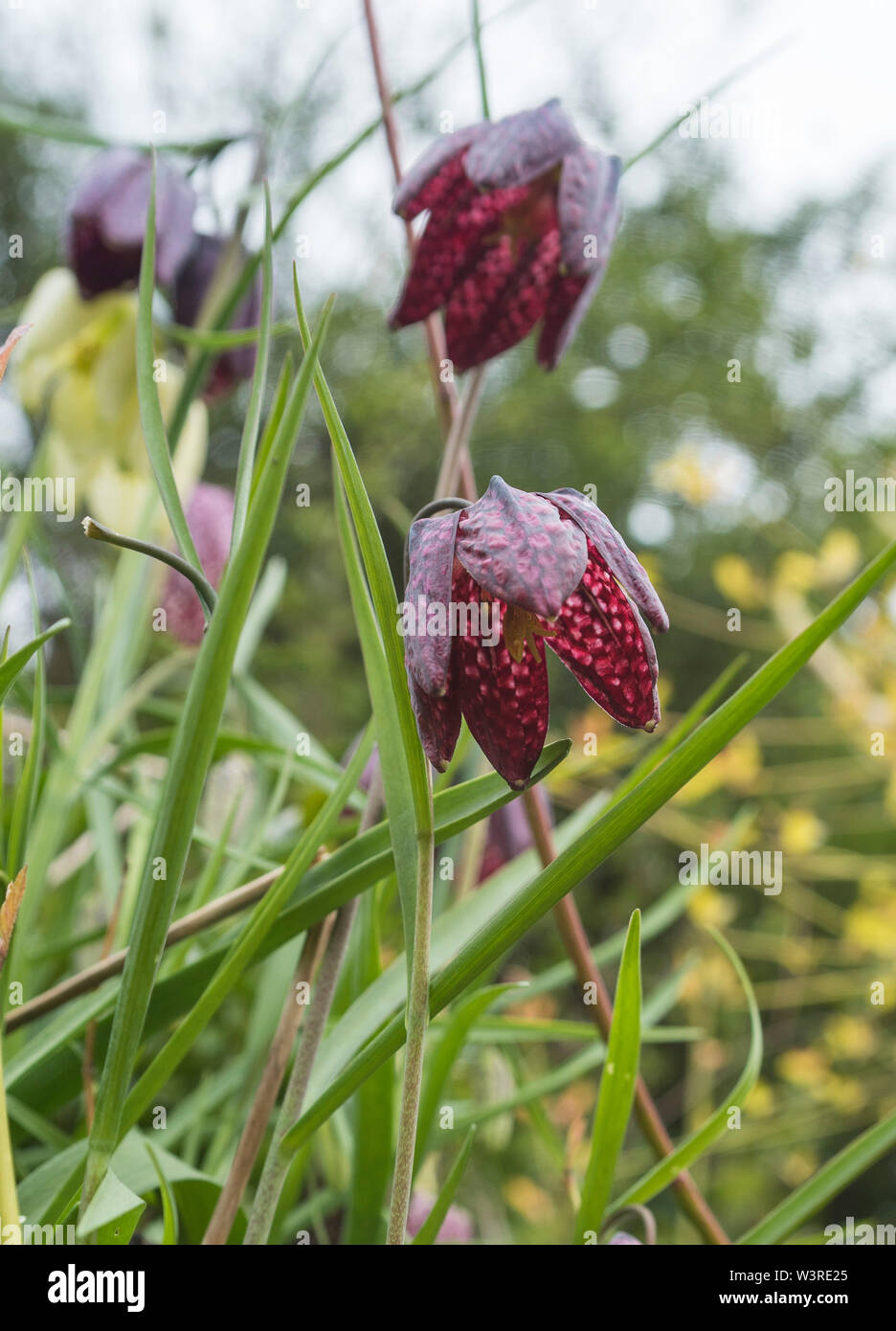 Snakeshead Fritillary - Fritillaria Meleagris is a Eurasian species in ...