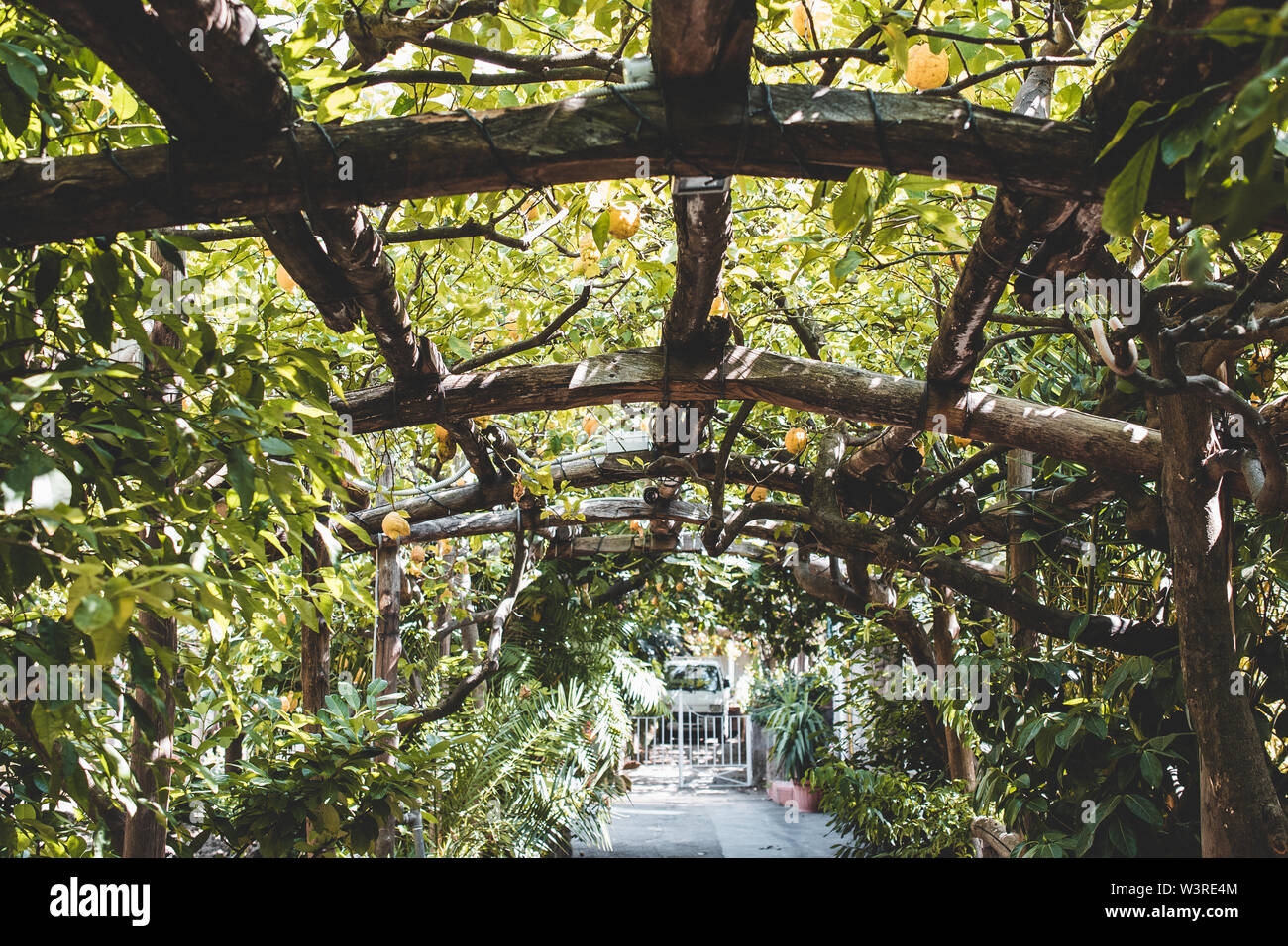 Lemon trees italy hi-res stock photography and images - Alamy