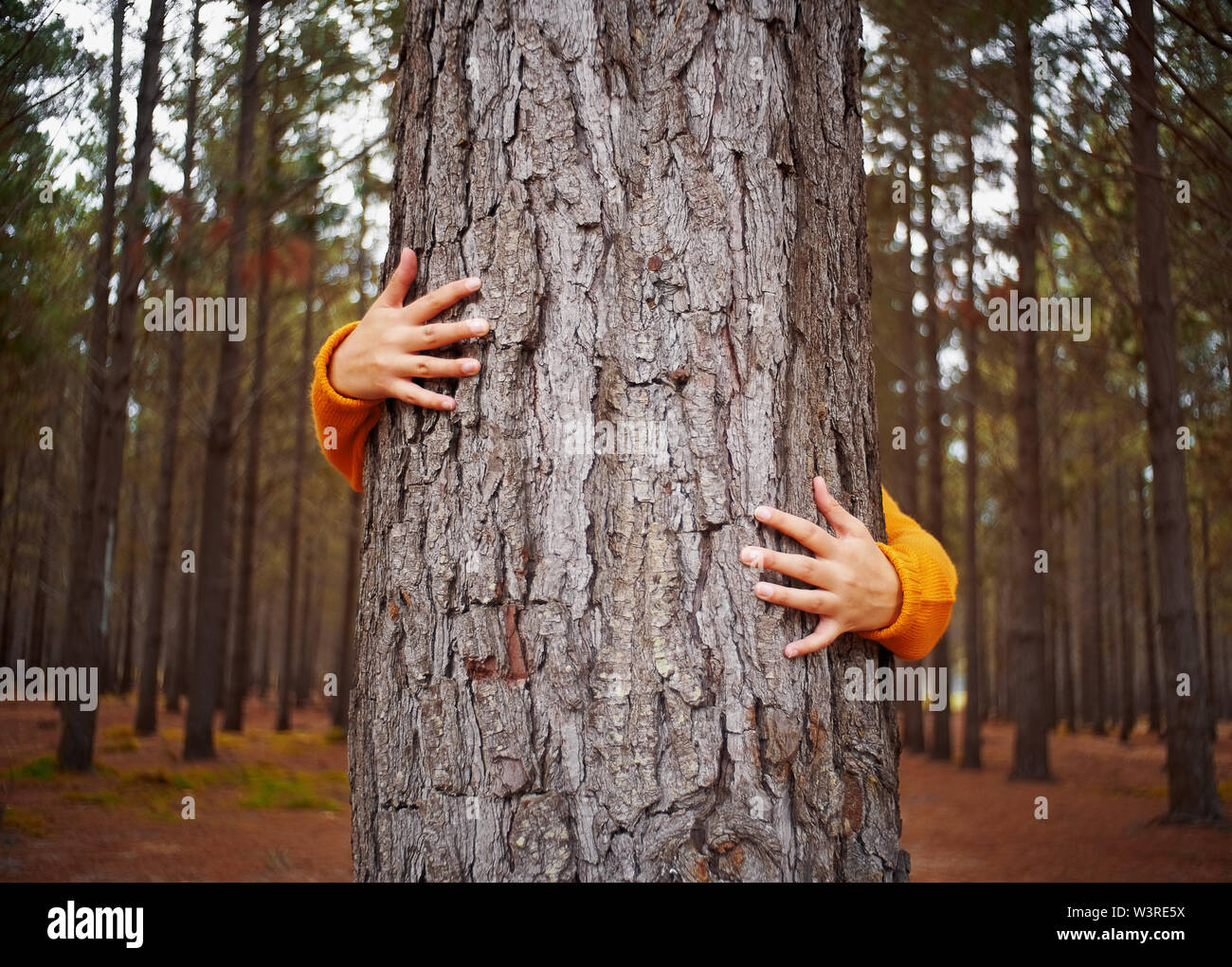 Close up big trunk pine hi-res stock photography and images - Alamy