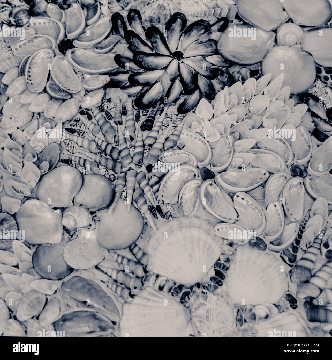 back and white sea shell pattern Stock Photo - Alamy