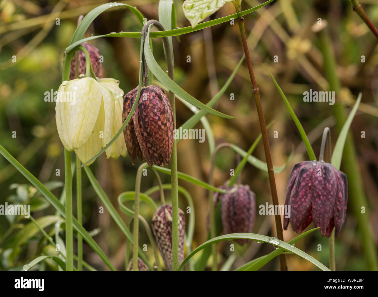 Snakeshead Fritillary - Fritillaria Meleagris is a Eurasian species in ...