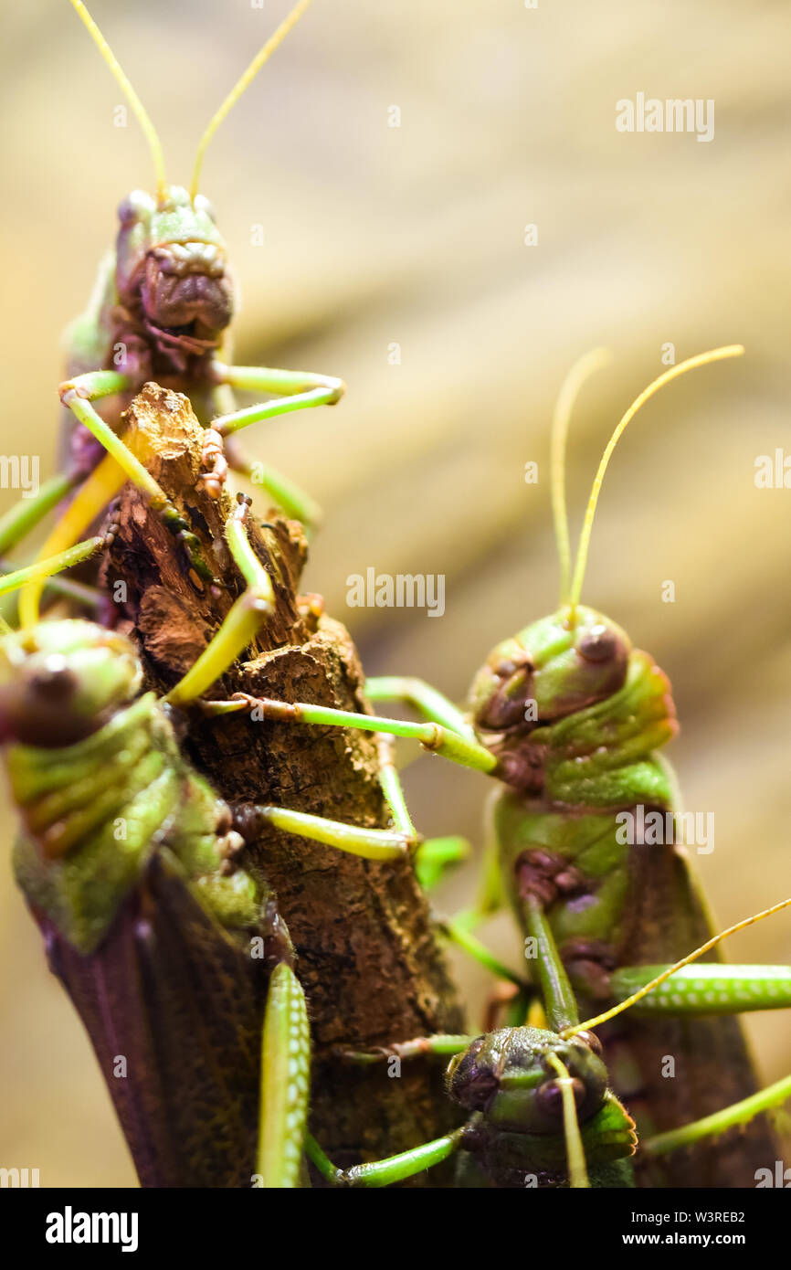 Multiple Grass Hopper's on a stick Stock Photo - Alamy