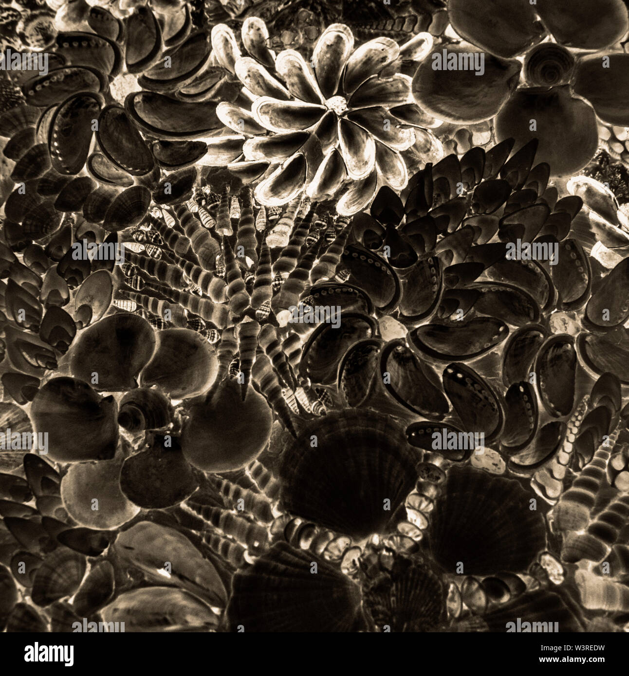 Black and white sea shells hi-res stock photography and images - Alamy