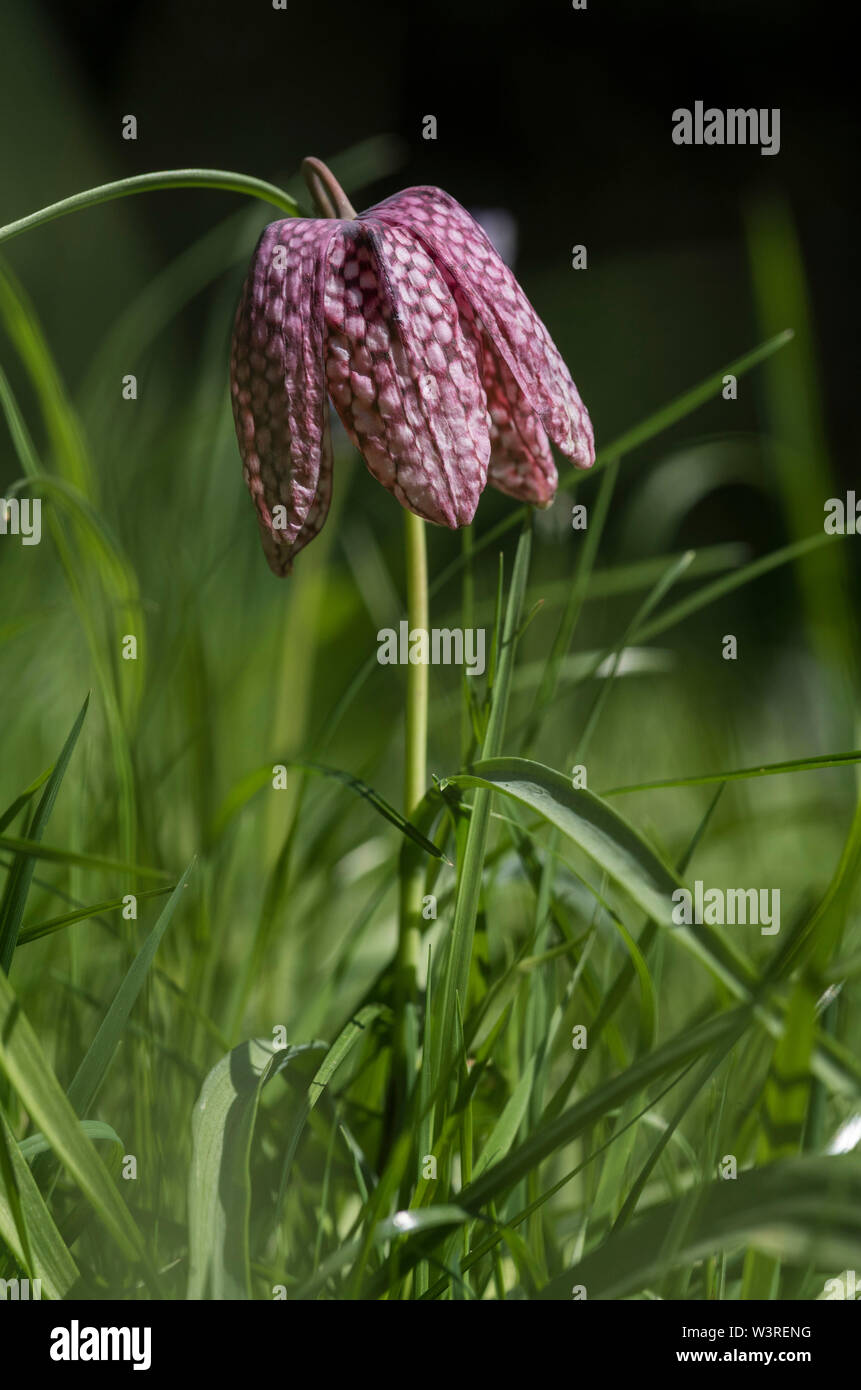 Snakeshead Fritillary - Fritillaria Meleagris is a Eurasian species in ...