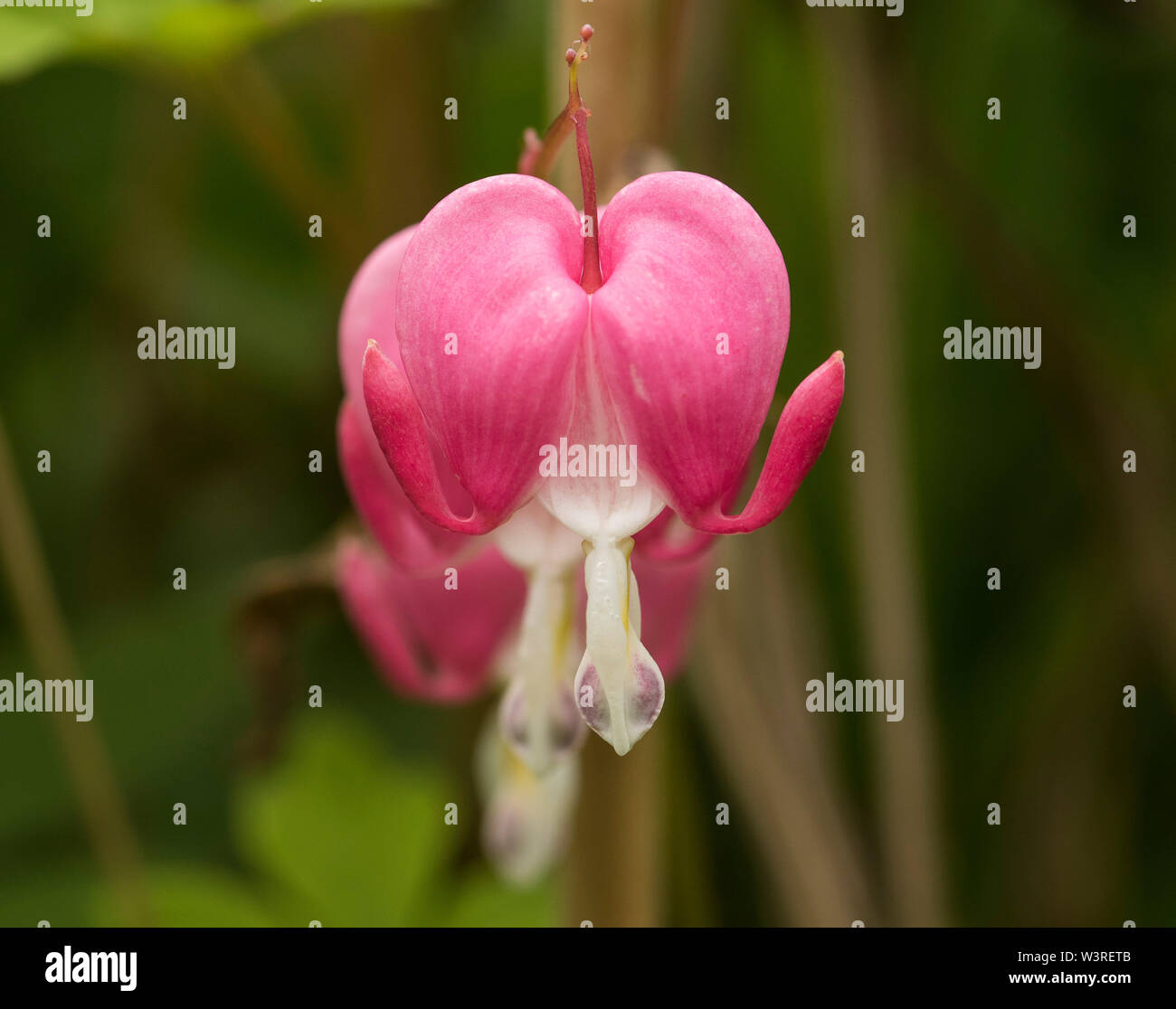 Bleeding Heart plant or Lamprocapnos spectabilis (formerly Dicentra ...