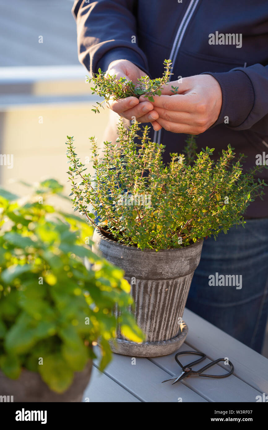 gardener picking thyme leaves on balcony Stock Photo - Alamy