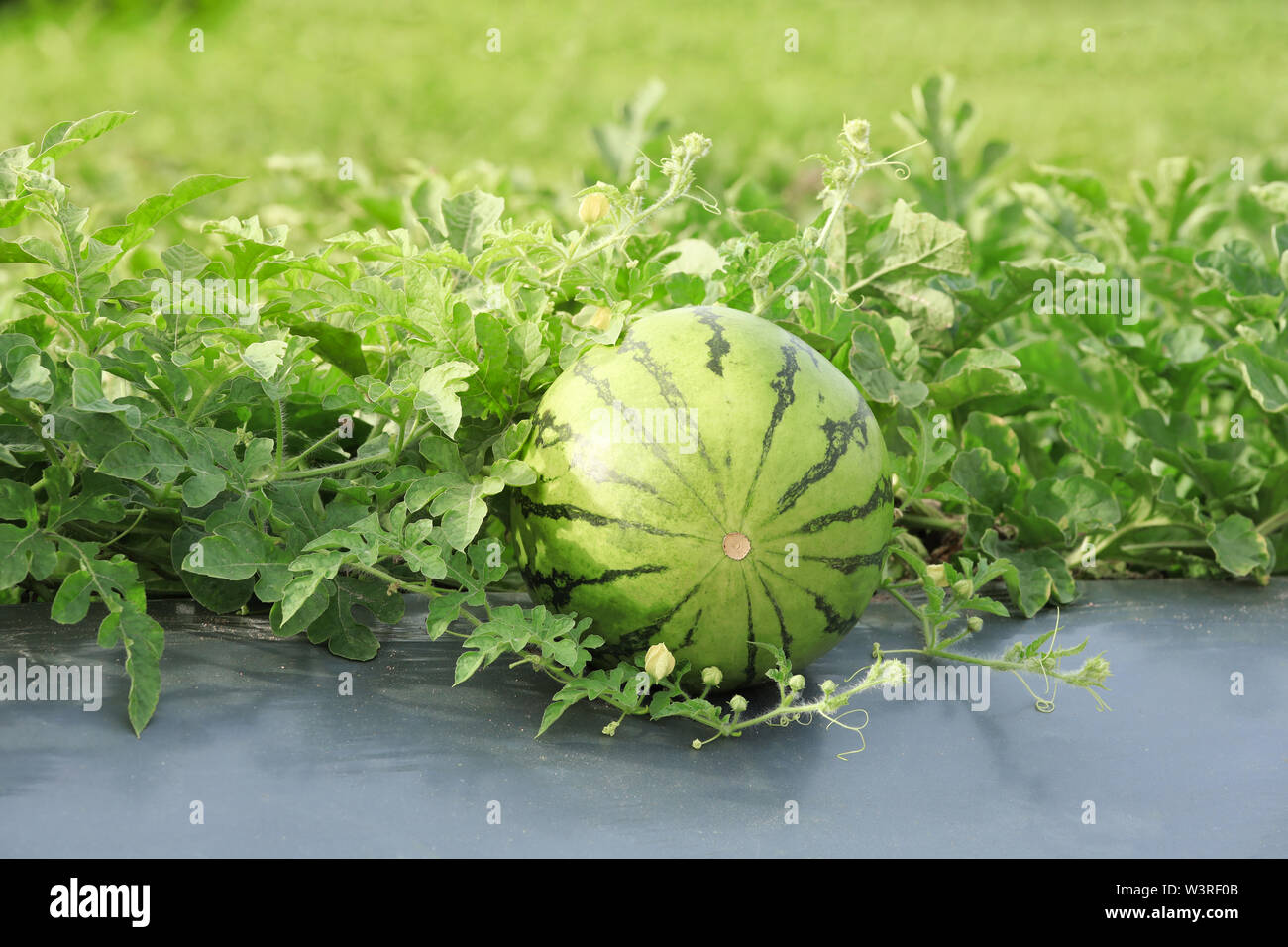 Fresh green watermelon in the farm Stock Photo - Alamy