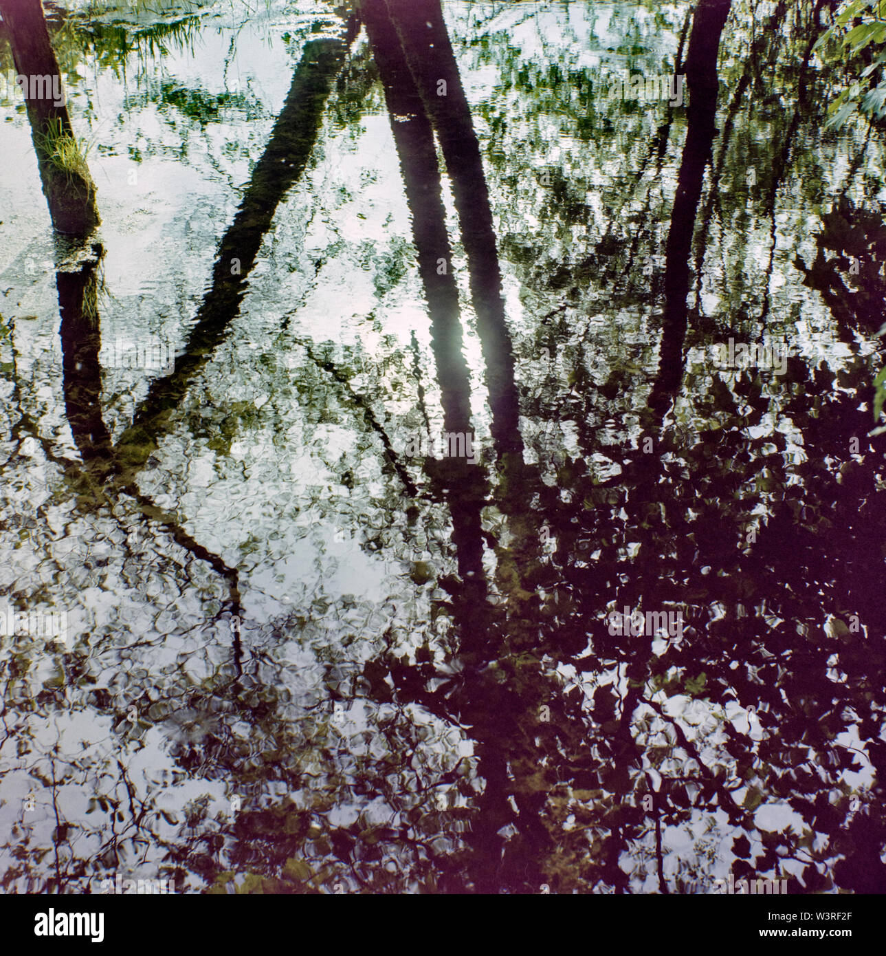 Reflections of trees in pond water Stock Photo - Alamy