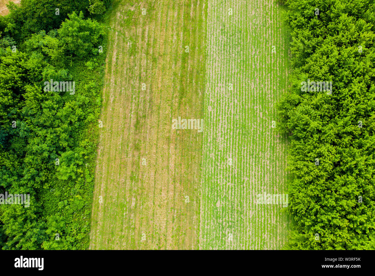 Forest and tree landscape texture background, Aerial top view forest, Texture of forest view ...