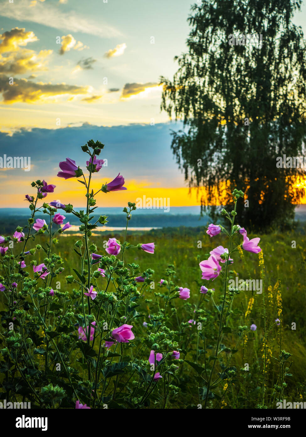 Beautiful flower images wallpapers hi-res stock photography and images ...