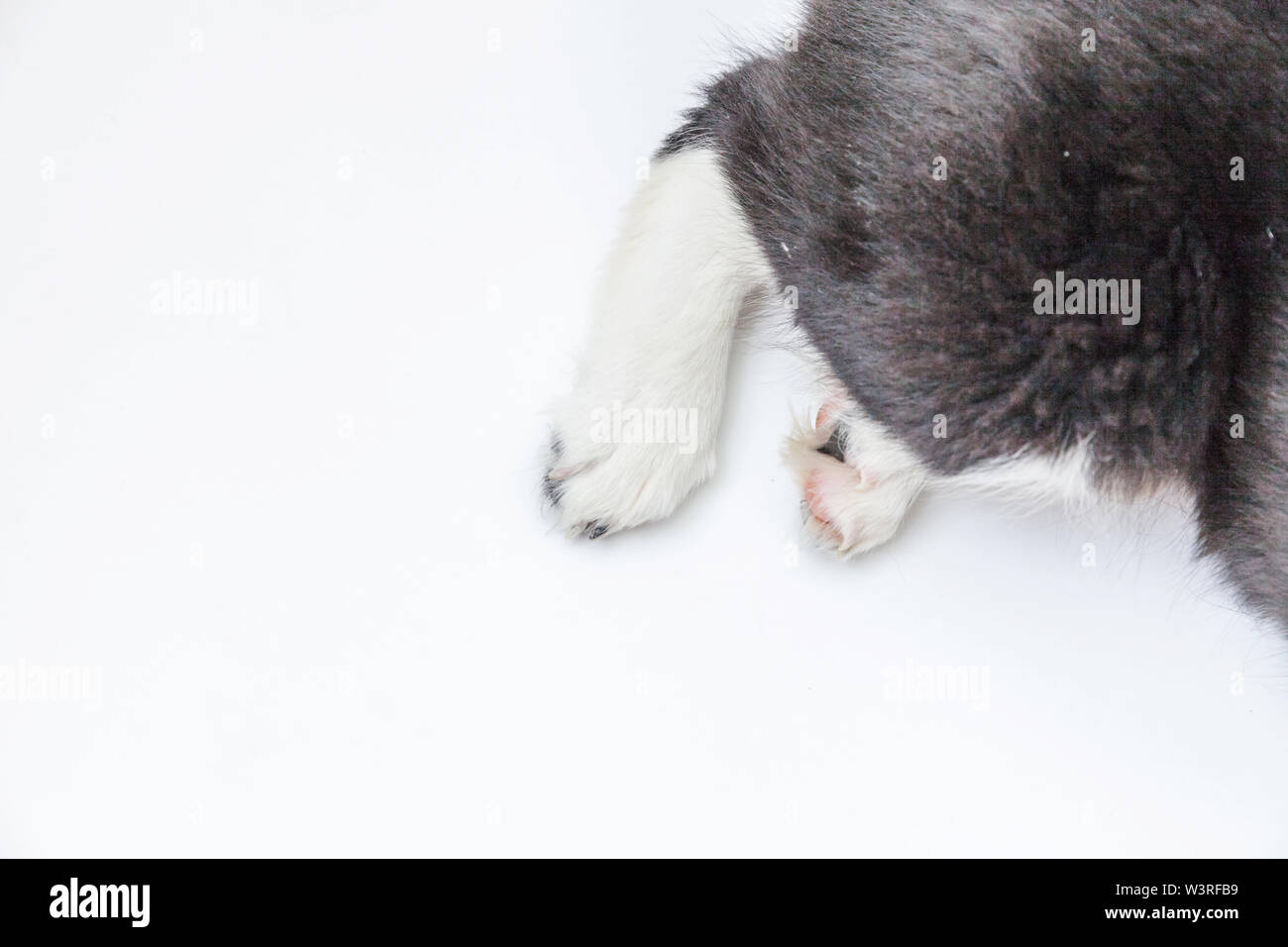 Puppy dog white paws isolated on white background. Pet care and animals ...