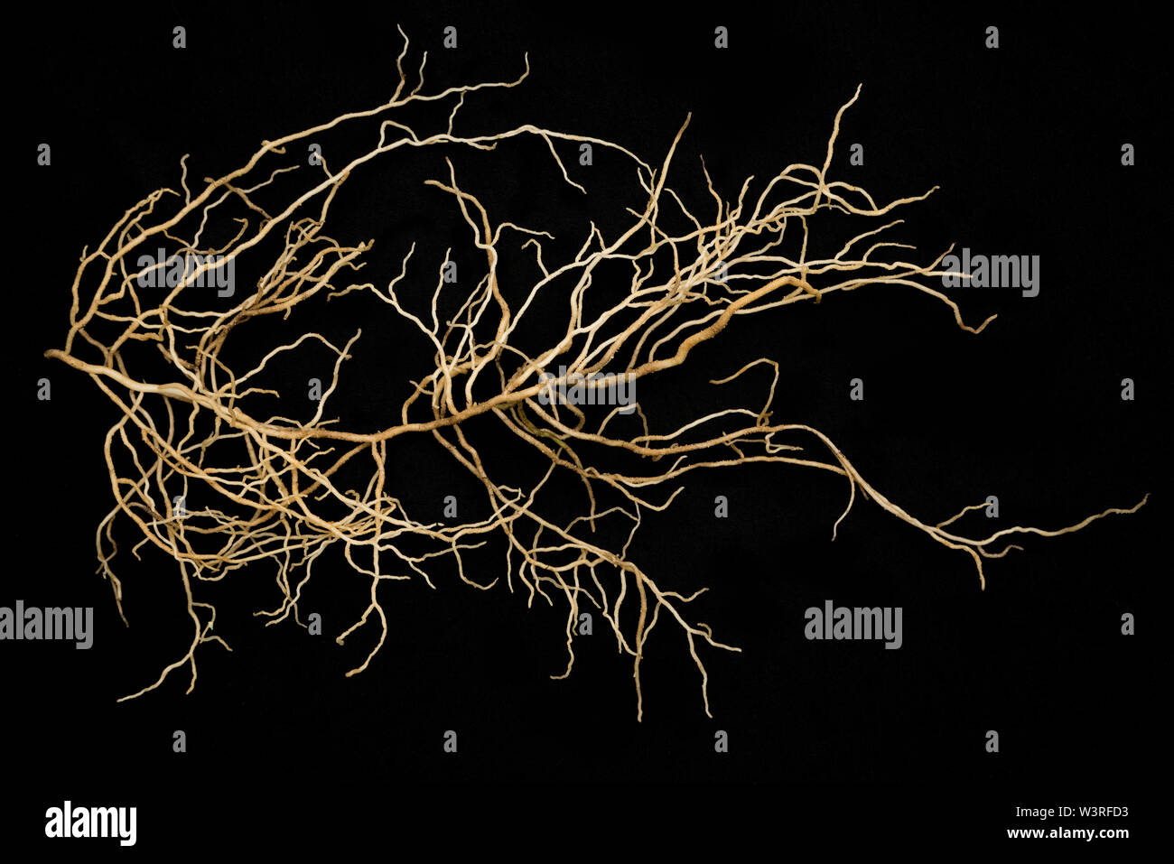 Plant root anatomy hi-res stock photography and images - Alamy