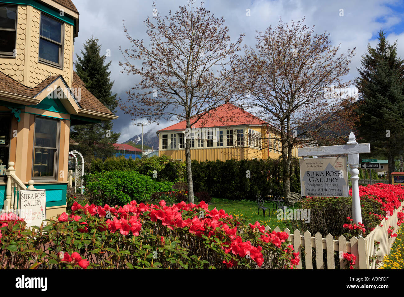 Sitka rose hi-res stock photography and images - Alamy