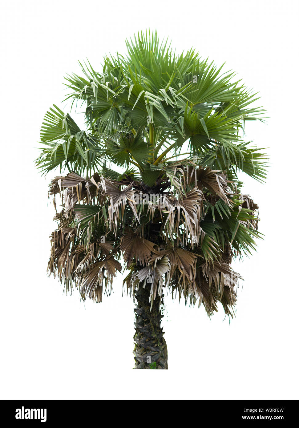 Palm isolated on white background Stock Photo - Alamy