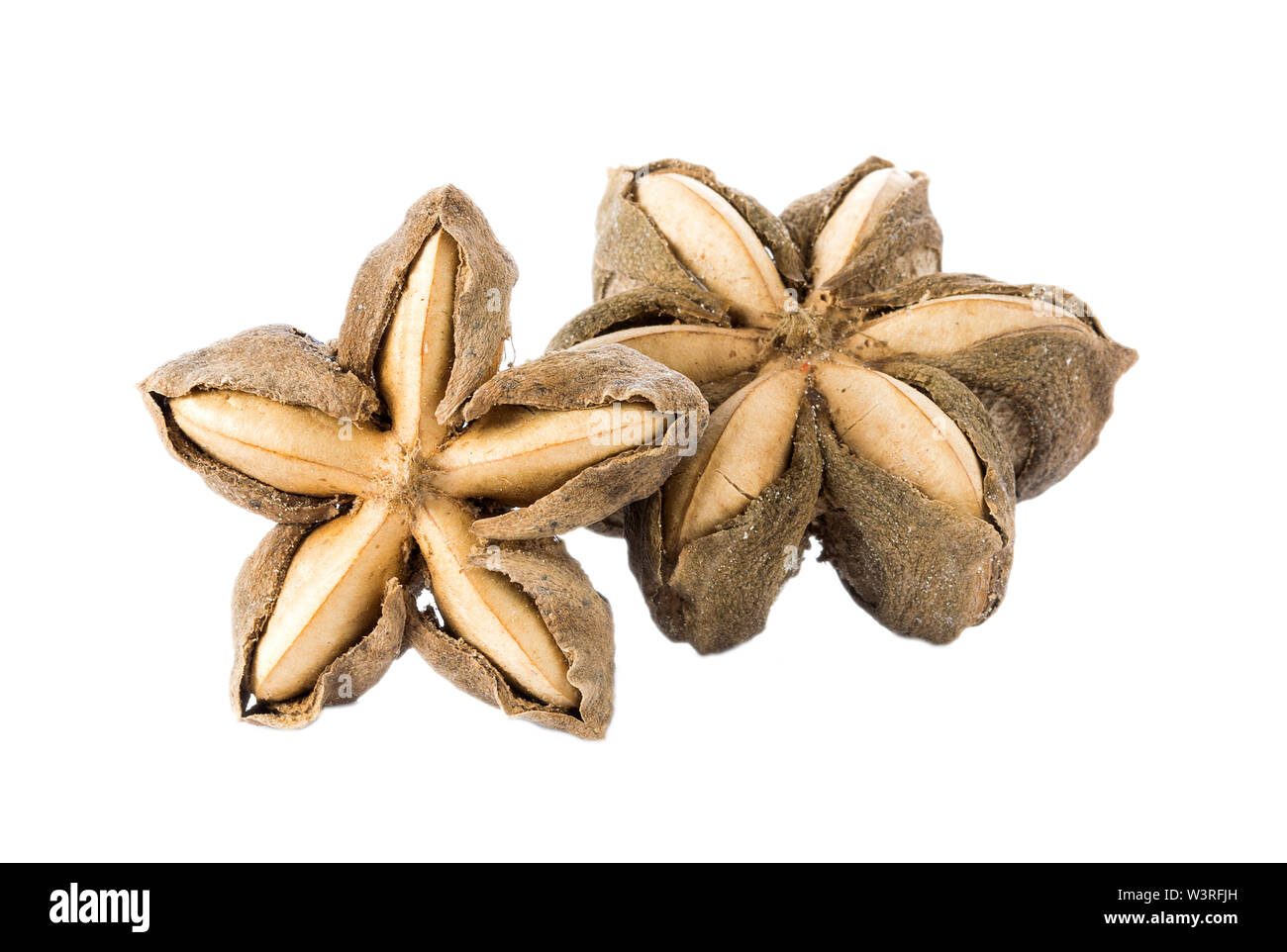Sacha Inchi on white background, fresh capsule seeds fruit of sacha ...