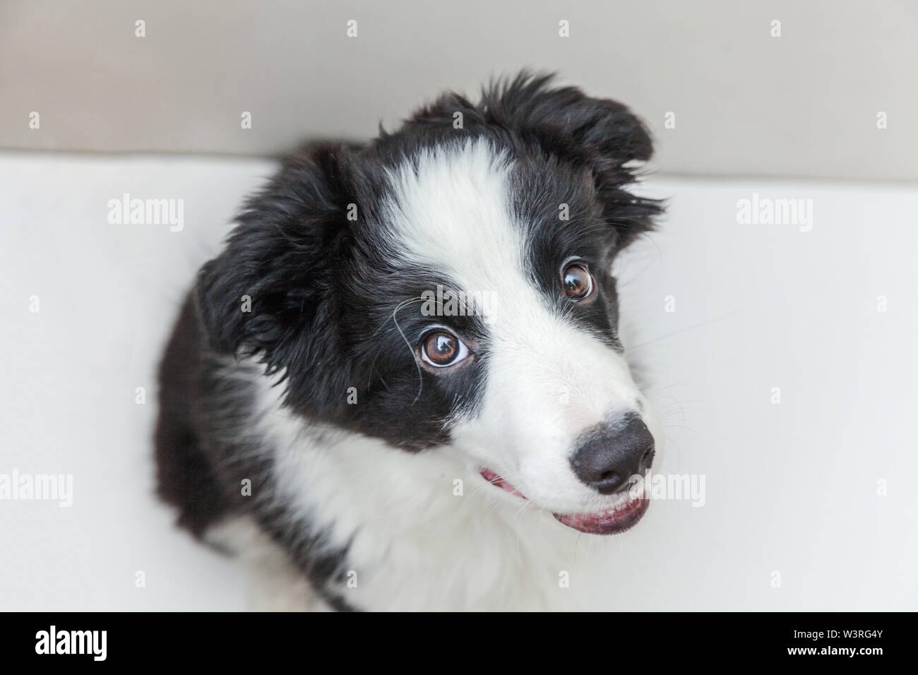 Funny studio portrait of cute smilling puppy dog border collie isolated ...