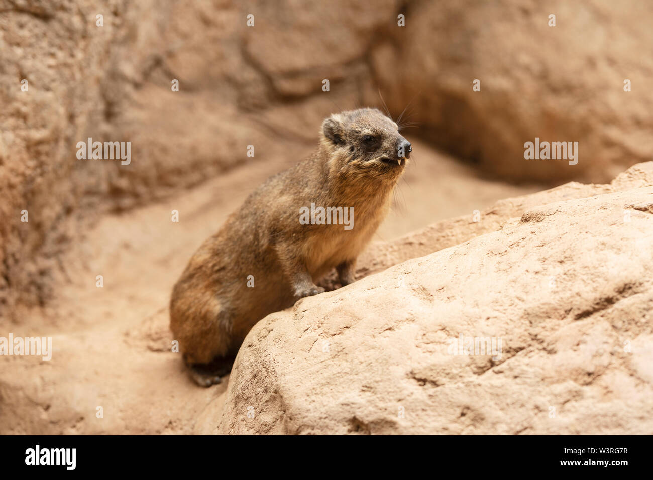 Rock coney hi-res stock photography and images - Alamy