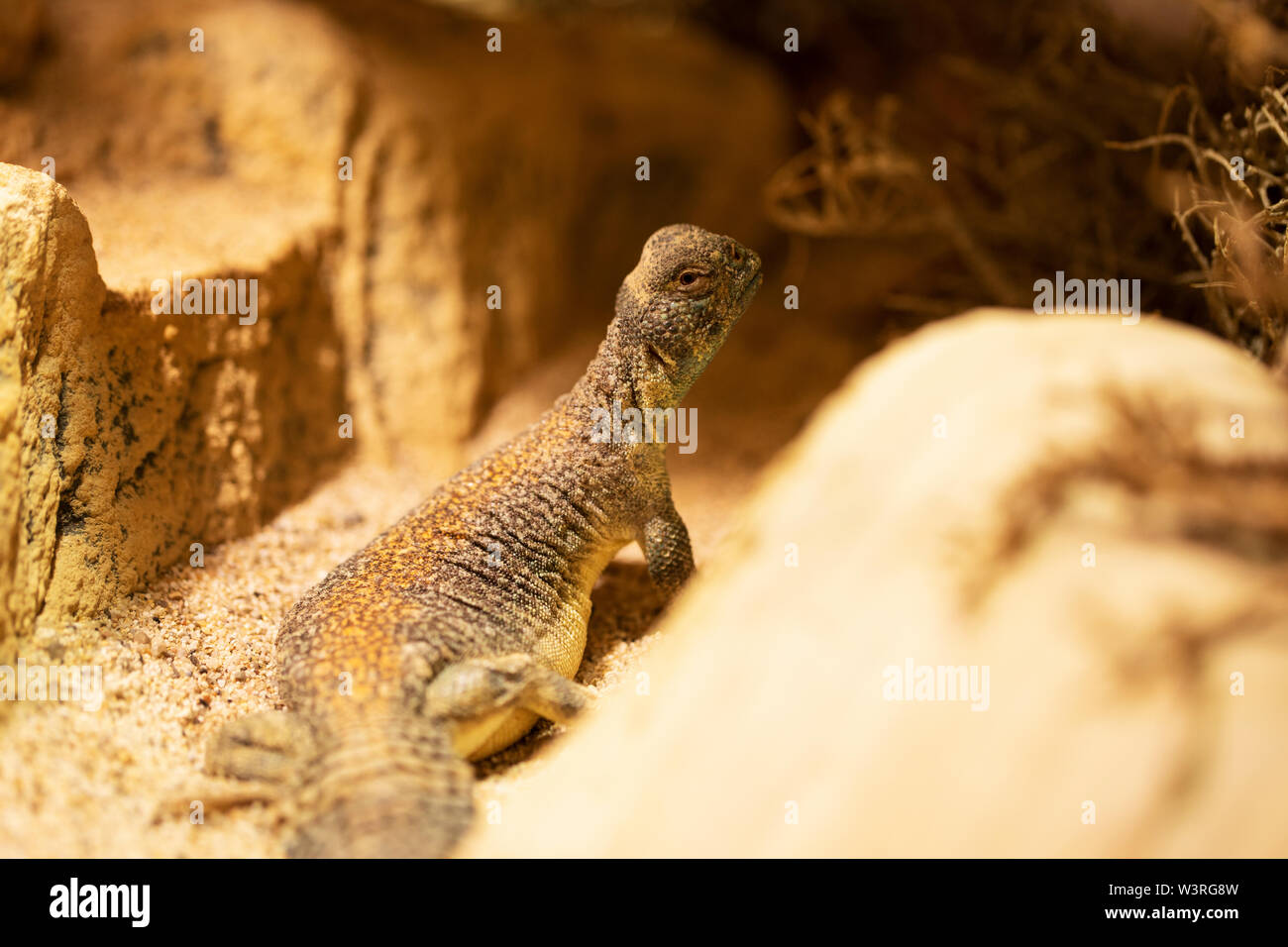 Uromastyx thomasi, the Oman spiny-tailed lizard, an Asian species of ...