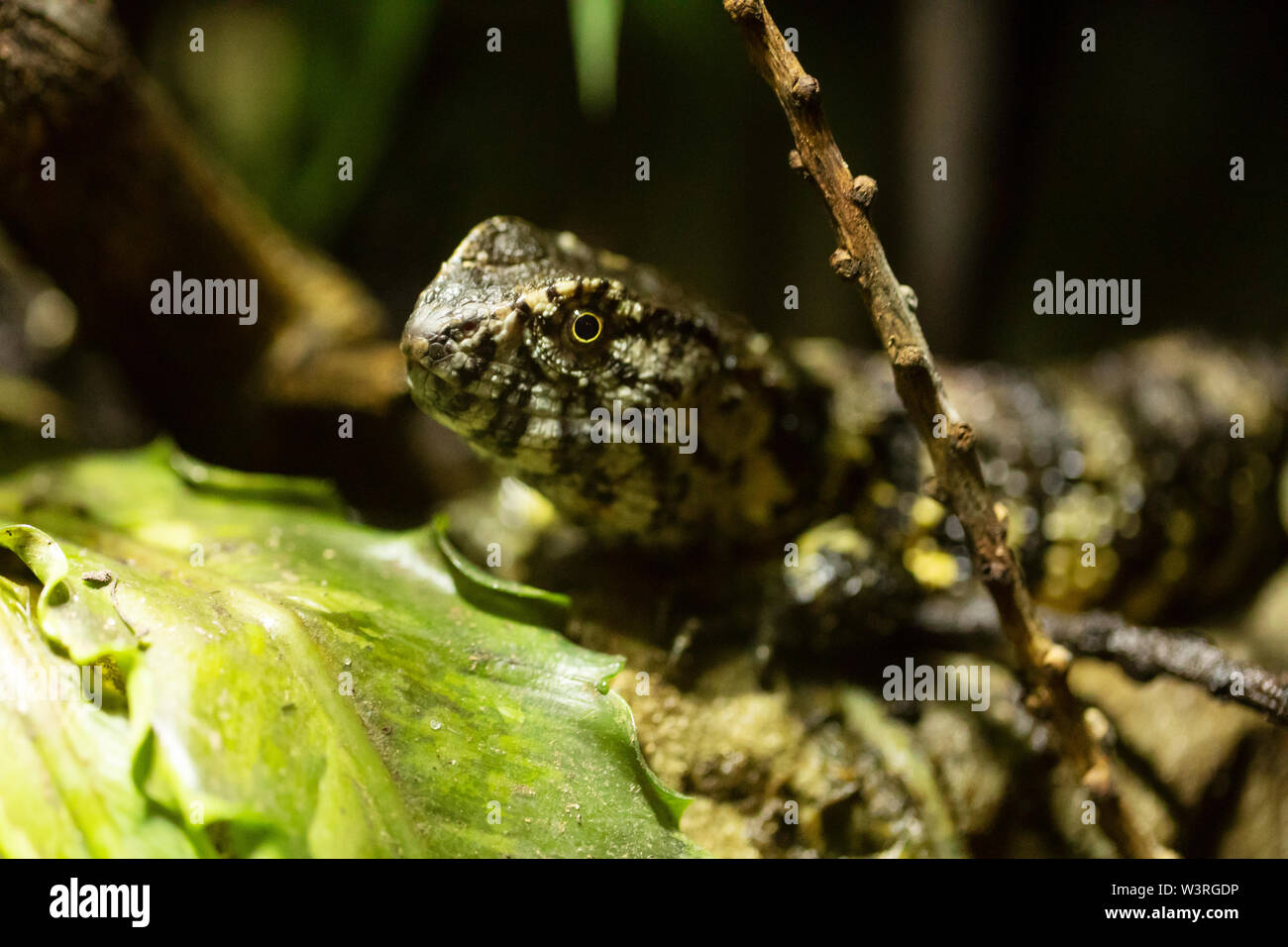 A Chinese crocodile lizard (Shinisaurus crocodilurus), a semiaquatic ...
