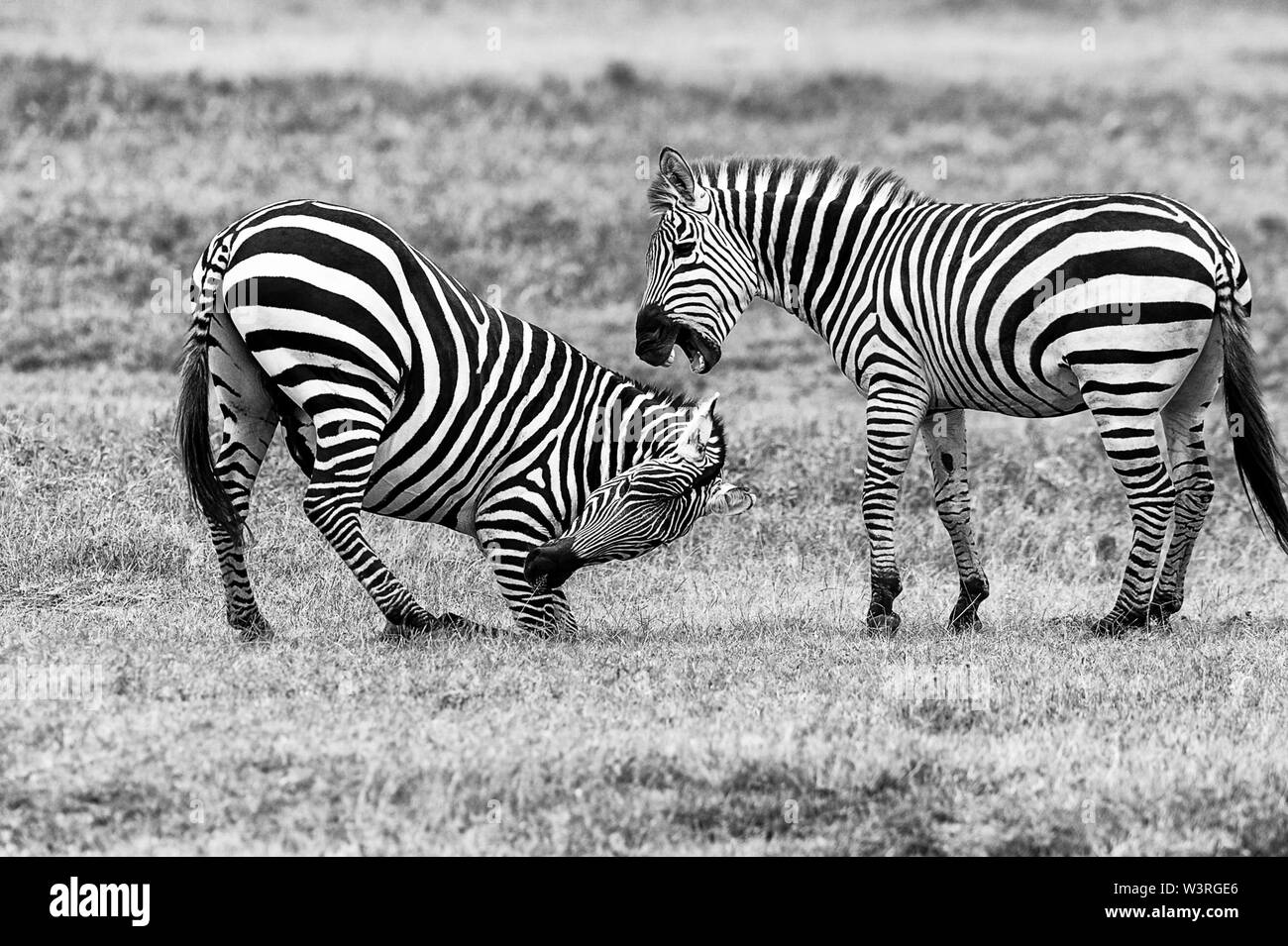 Zebra mating Black and White Stock Photos & Images - Alamy