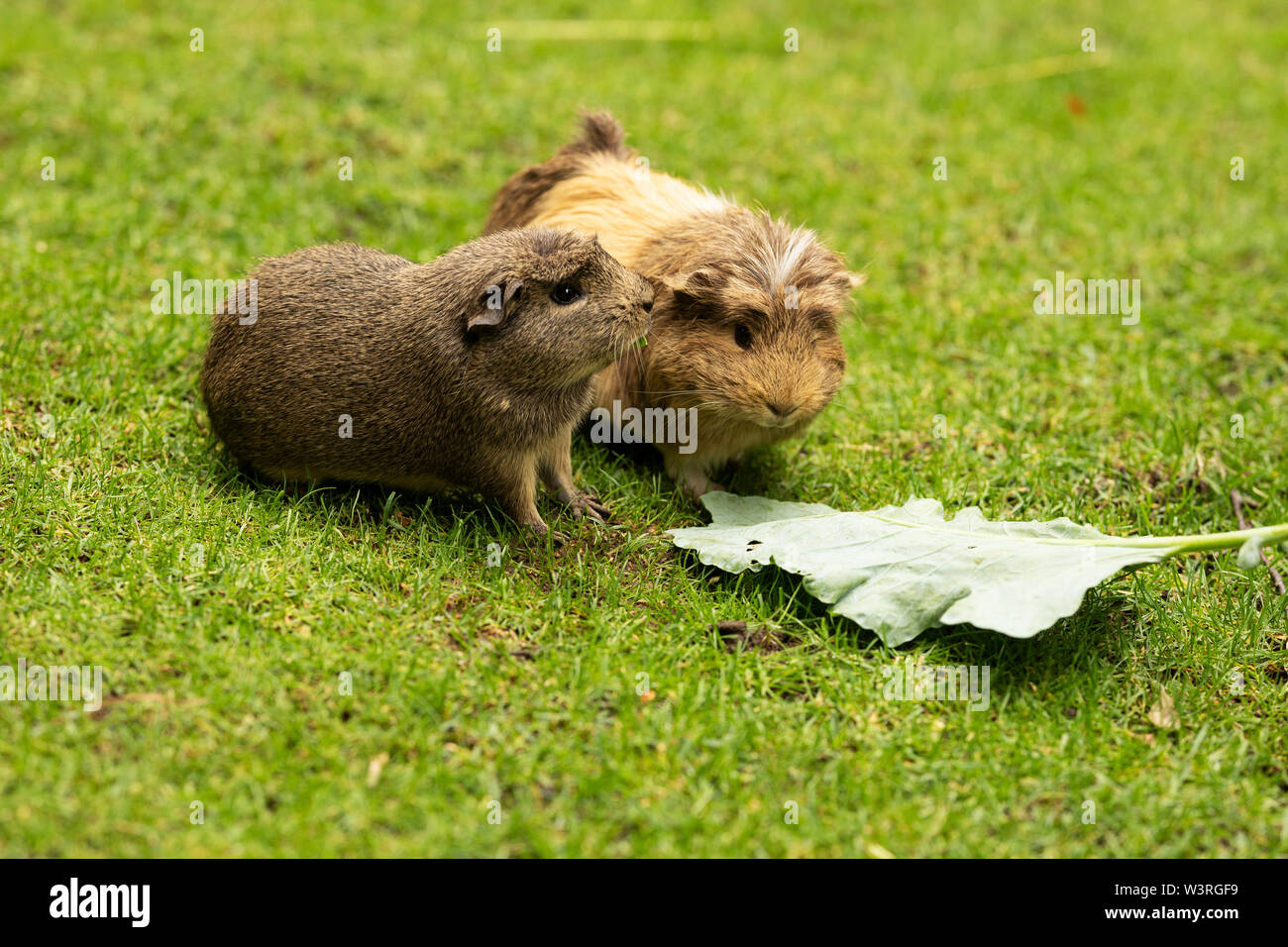 Two guinea pigs (Cavia porcellus) munch on a leaf at the Tierpark ...