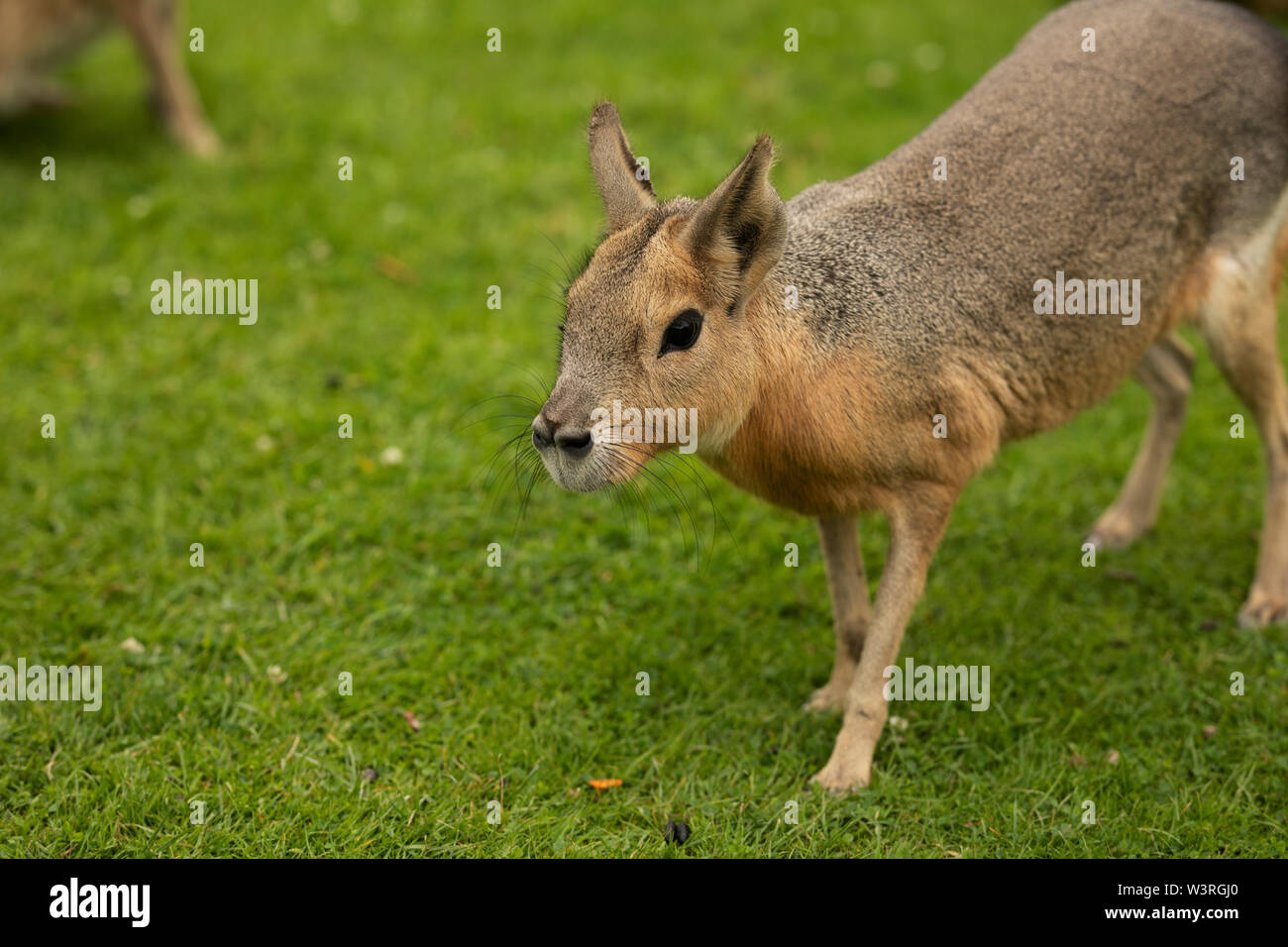 Patagonian cavy hi-res stock photography and images - Alamy