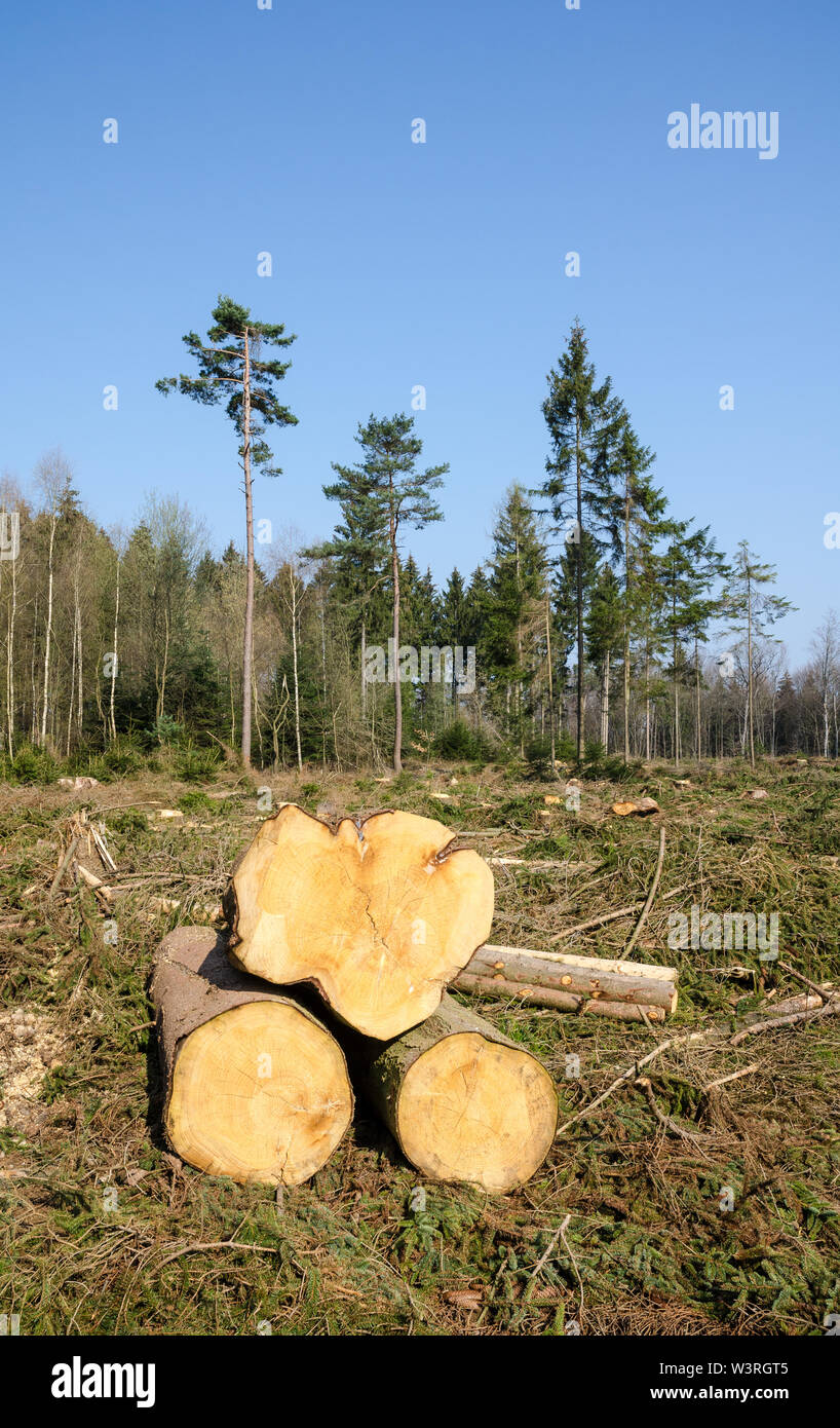Deforestation, forestry work and timber harvesting at a logging site in ...