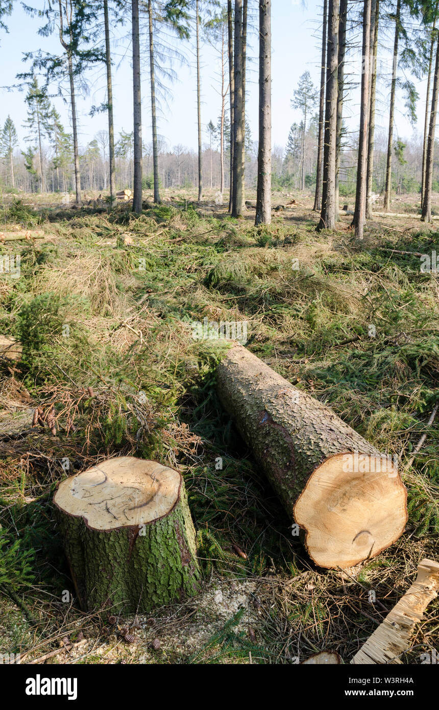 Timber forest hi-res stock photography and images - Alamy
