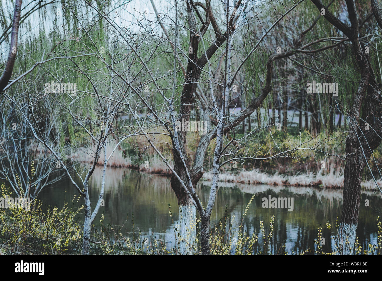 scenes of nature and flora from Gucun Park in Shanghai, China Stock ...
