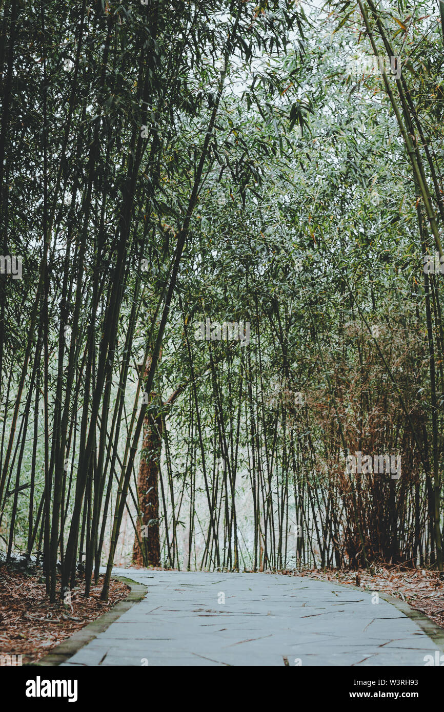 scenes of nature and flora from Gucun Park in Shanghai, China Stock ...