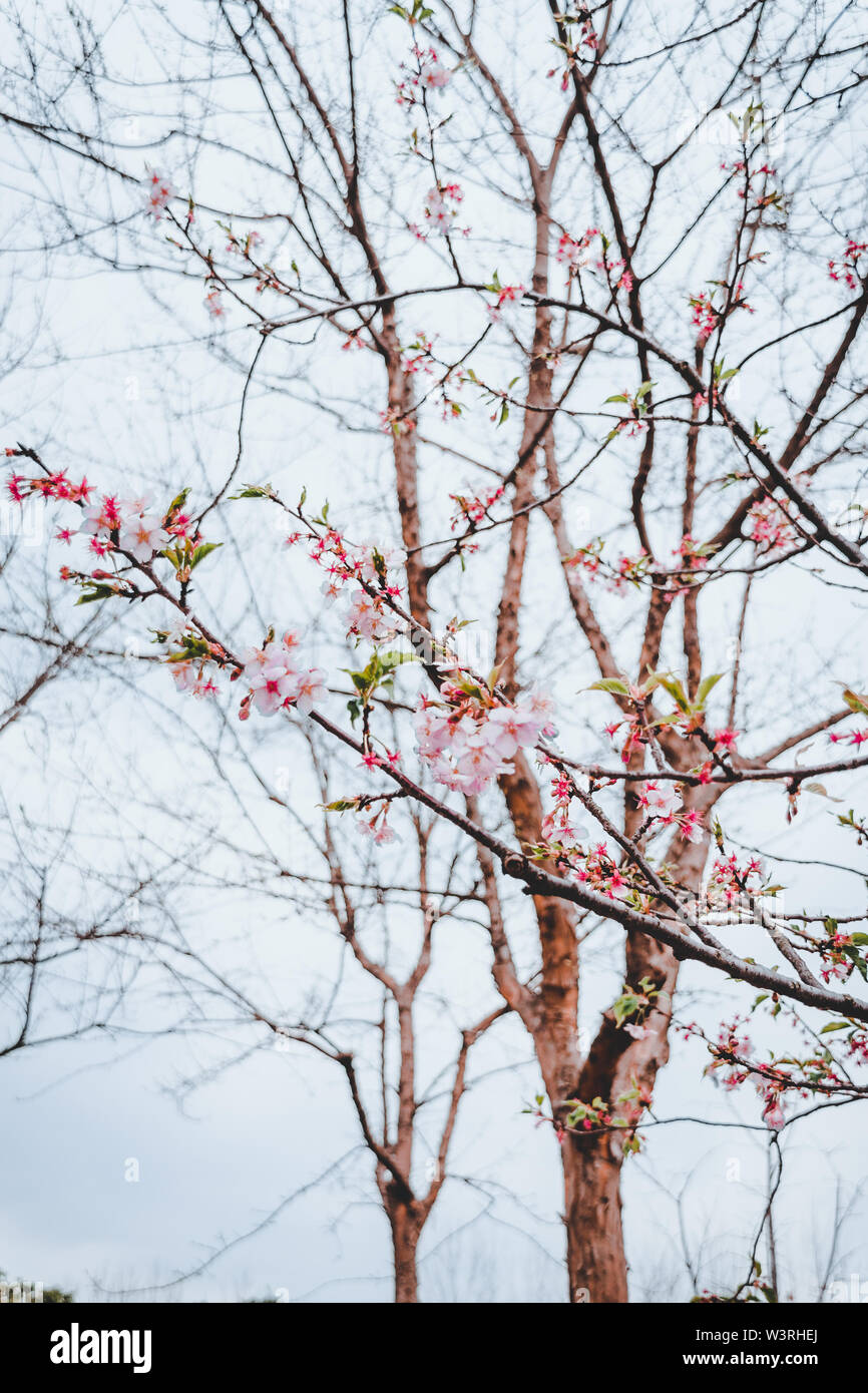 Sakura Spring blossoms flowers in Gicun Park in Shanghai, China Stock ...