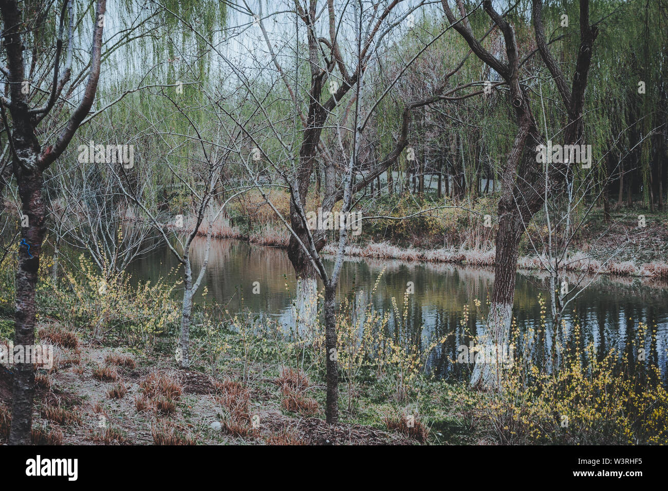 scenes of nature and flora from Gucun Park in Shanghai, China Stock ...
