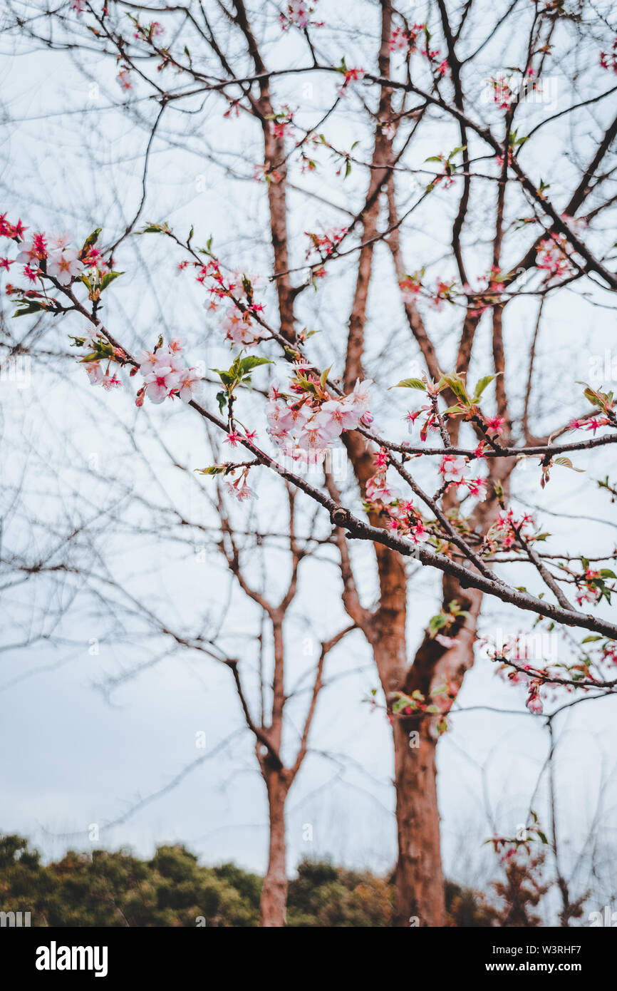 Sakura Spring blossoms flowers in Gicun Park in Shanghai, China Stock ...