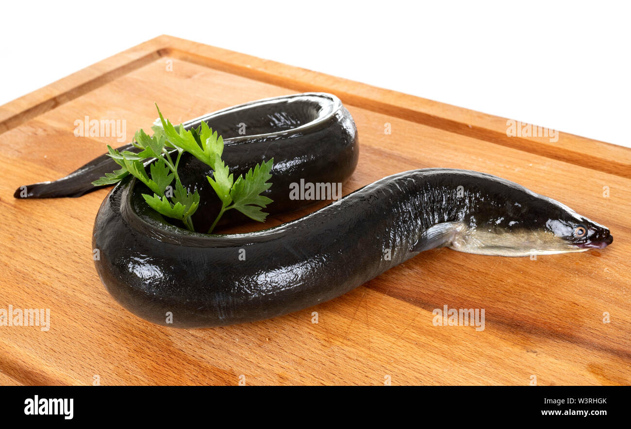 European eel in front of white background Stock Photo - Alamy