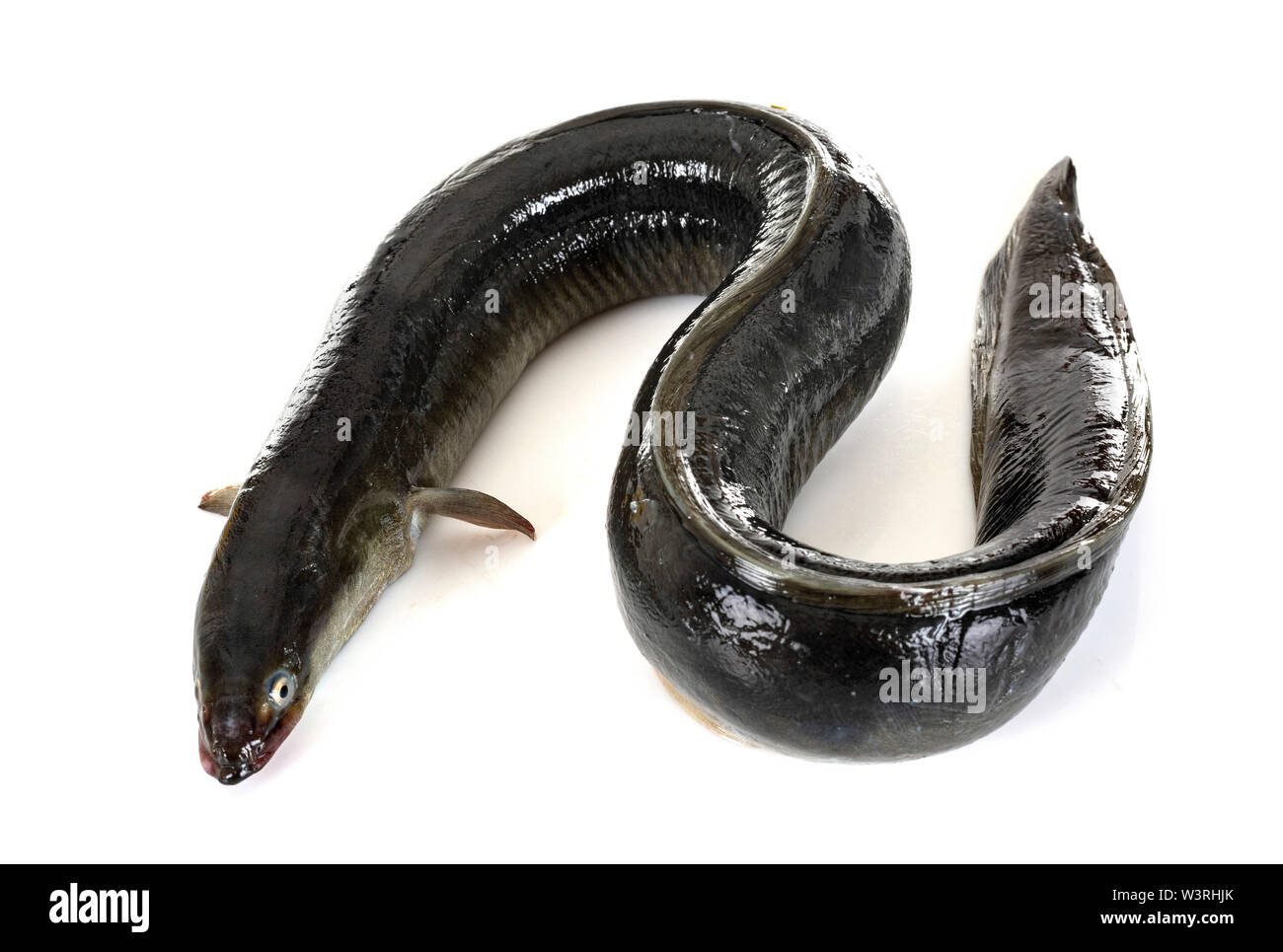 European eel in front of white background Stock Photo - Alamy
